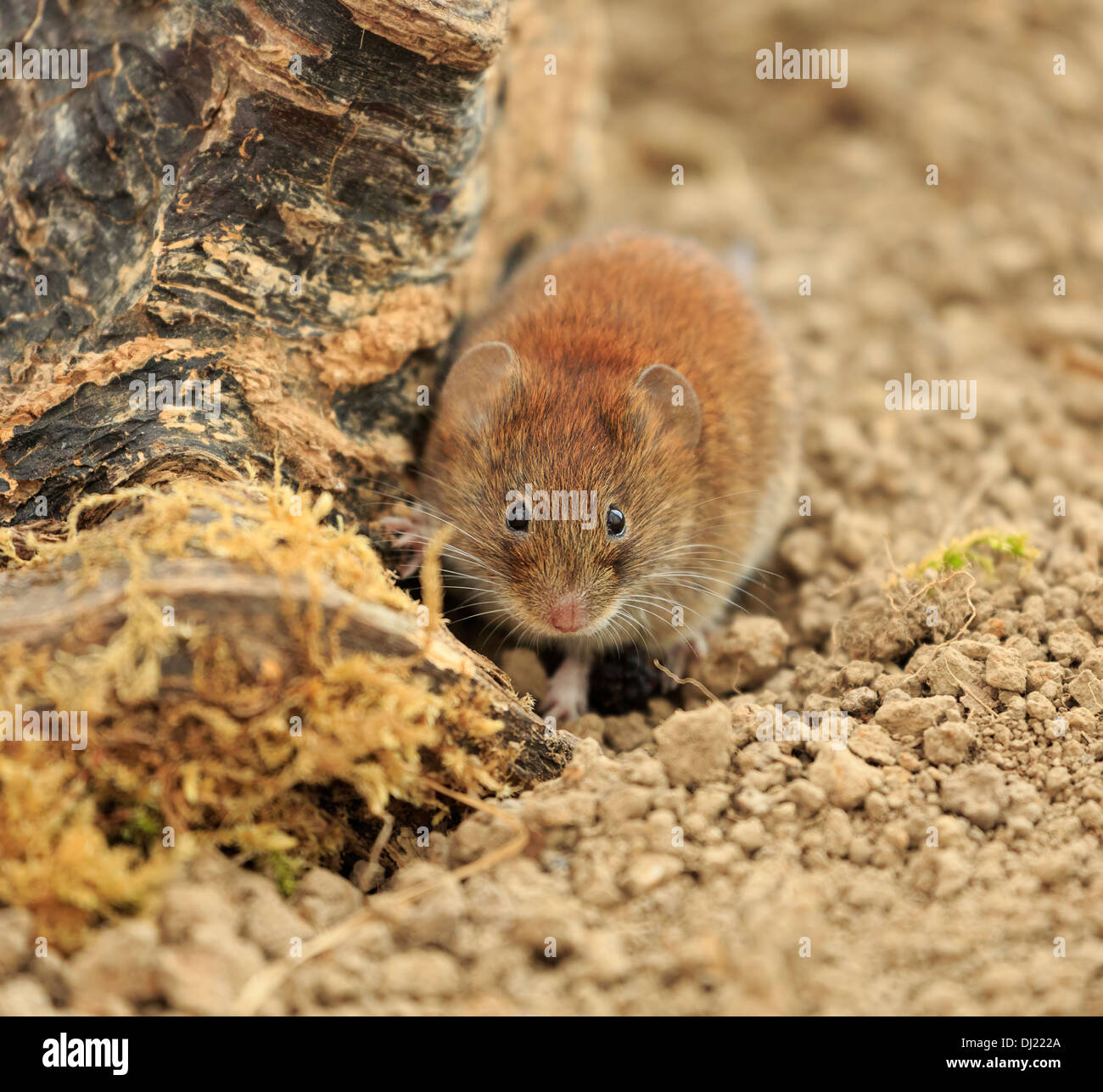Bank voles uk hi-res stock photography and images - Alamy