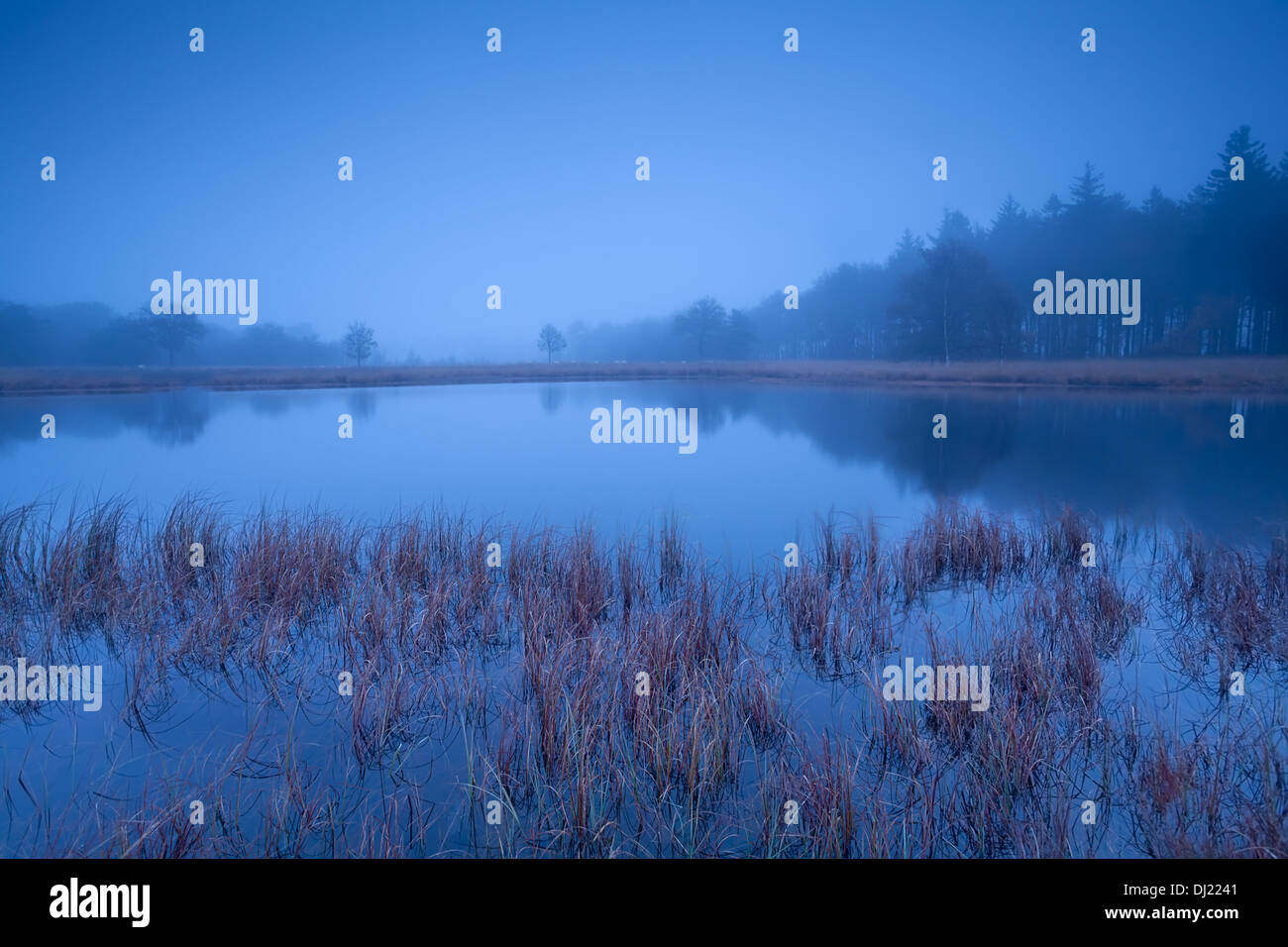 wild lake in forest during misty dusk, Duurswoudeheide, Friesland ...