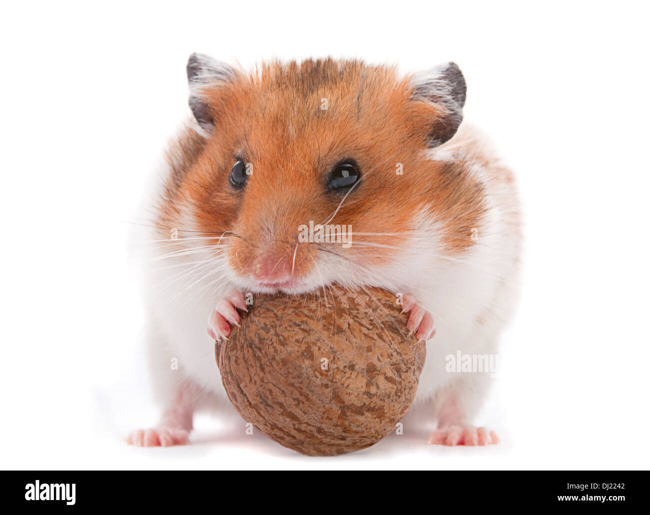 Wallnut hi-res stock photography and images - Alamy