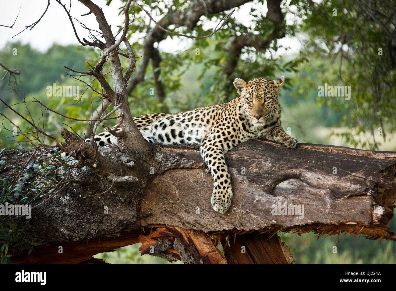 Singita hi-res stock photography and images - Alamy