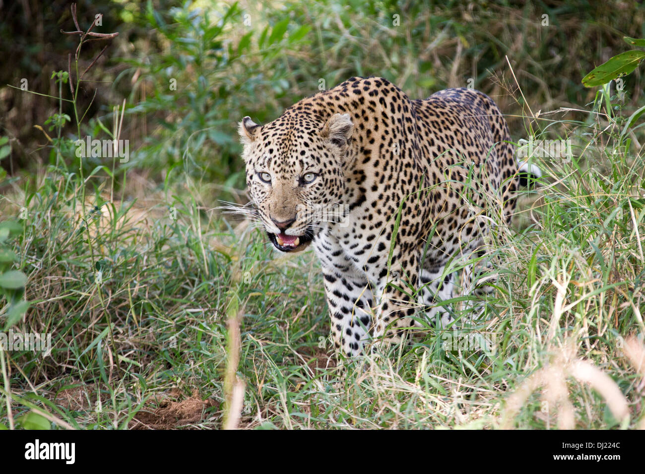 Singita hi-res stock photography and images - Alamy