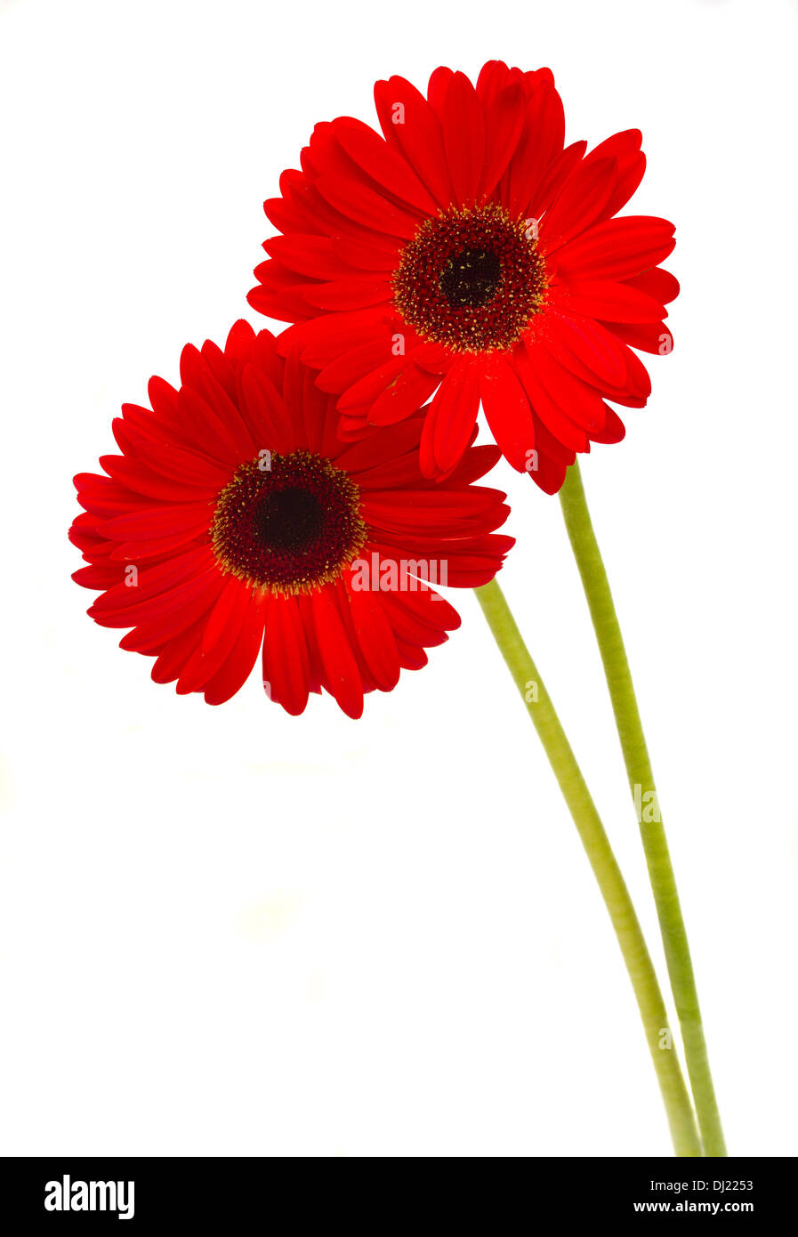Two gerbera flowers hi-res stock photography and images - Alamy