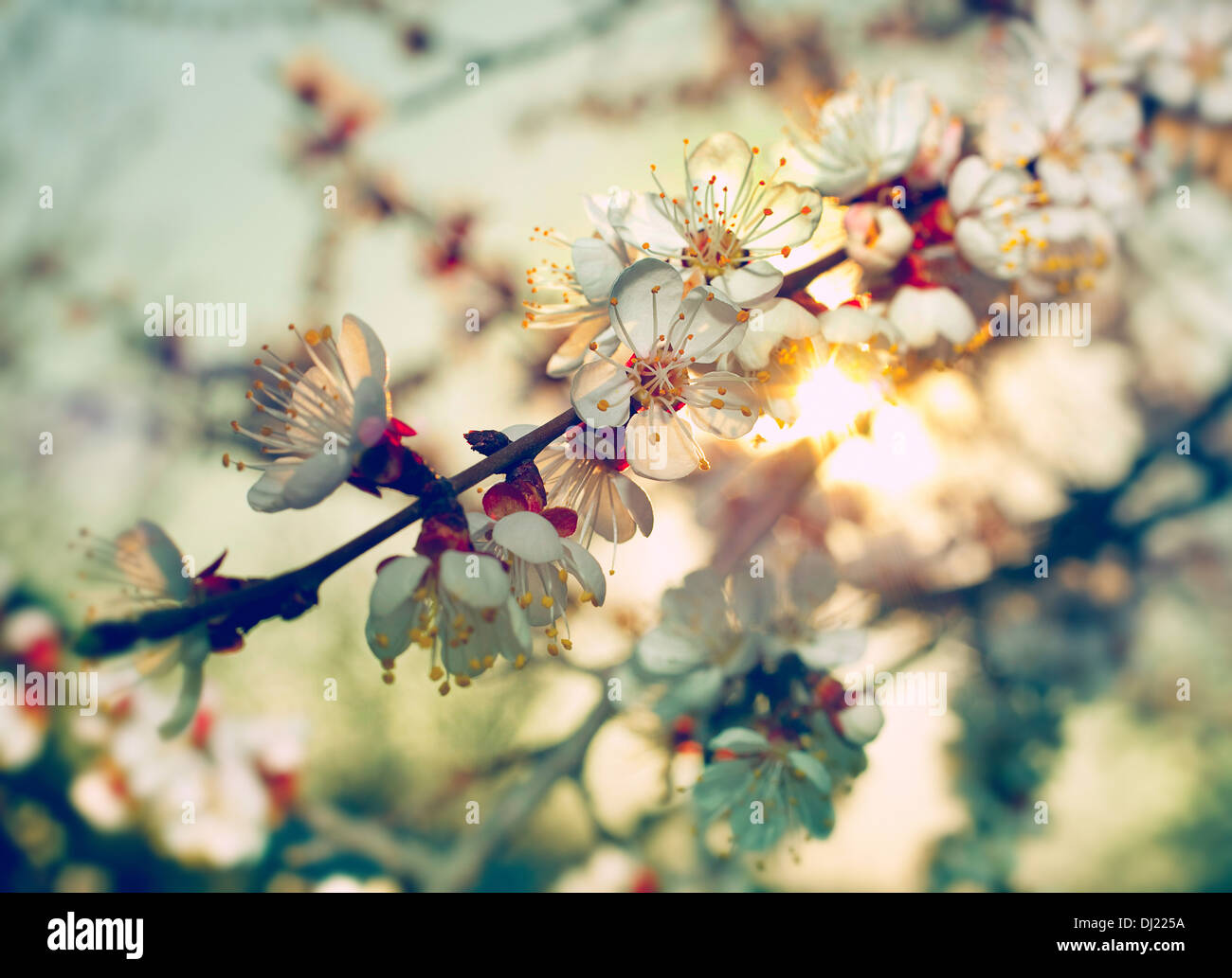 May blossom tree hi-res stock photography and images - Alamy
