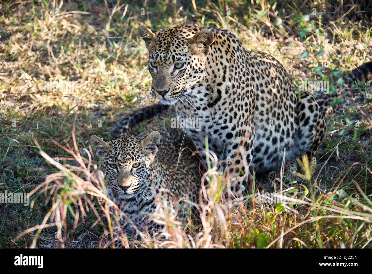 Sabi sands hi-res stock photography and images - Alamy