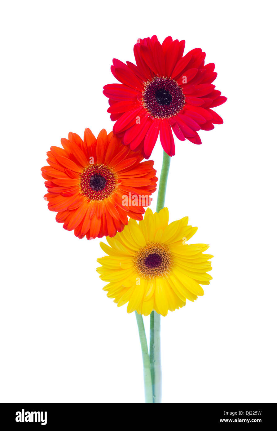 Three yellow gerbera flowers hi-res stock photography and images - Alamy