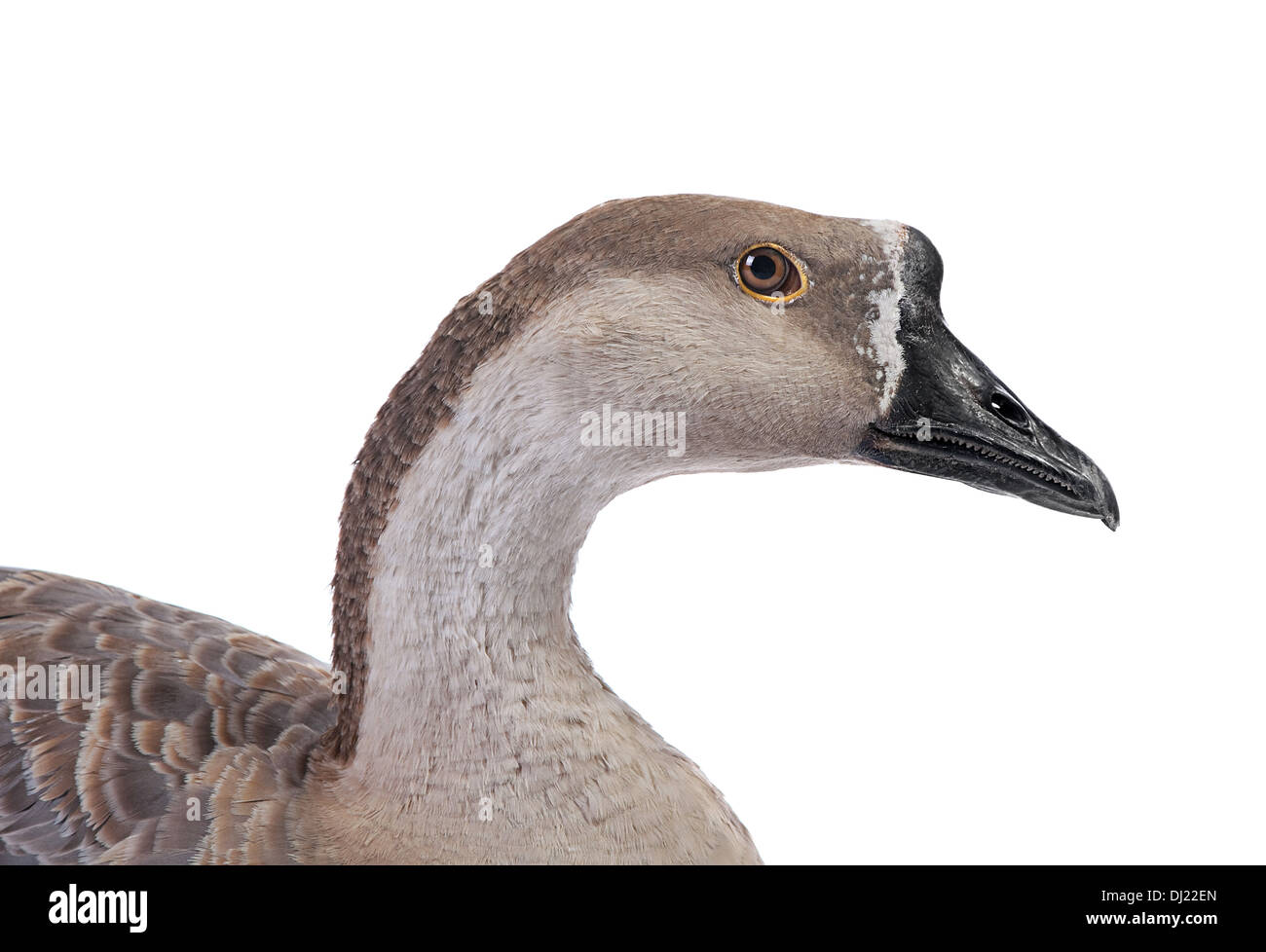 Gray goose farm bird isolated on white Stock Photo - Alamy