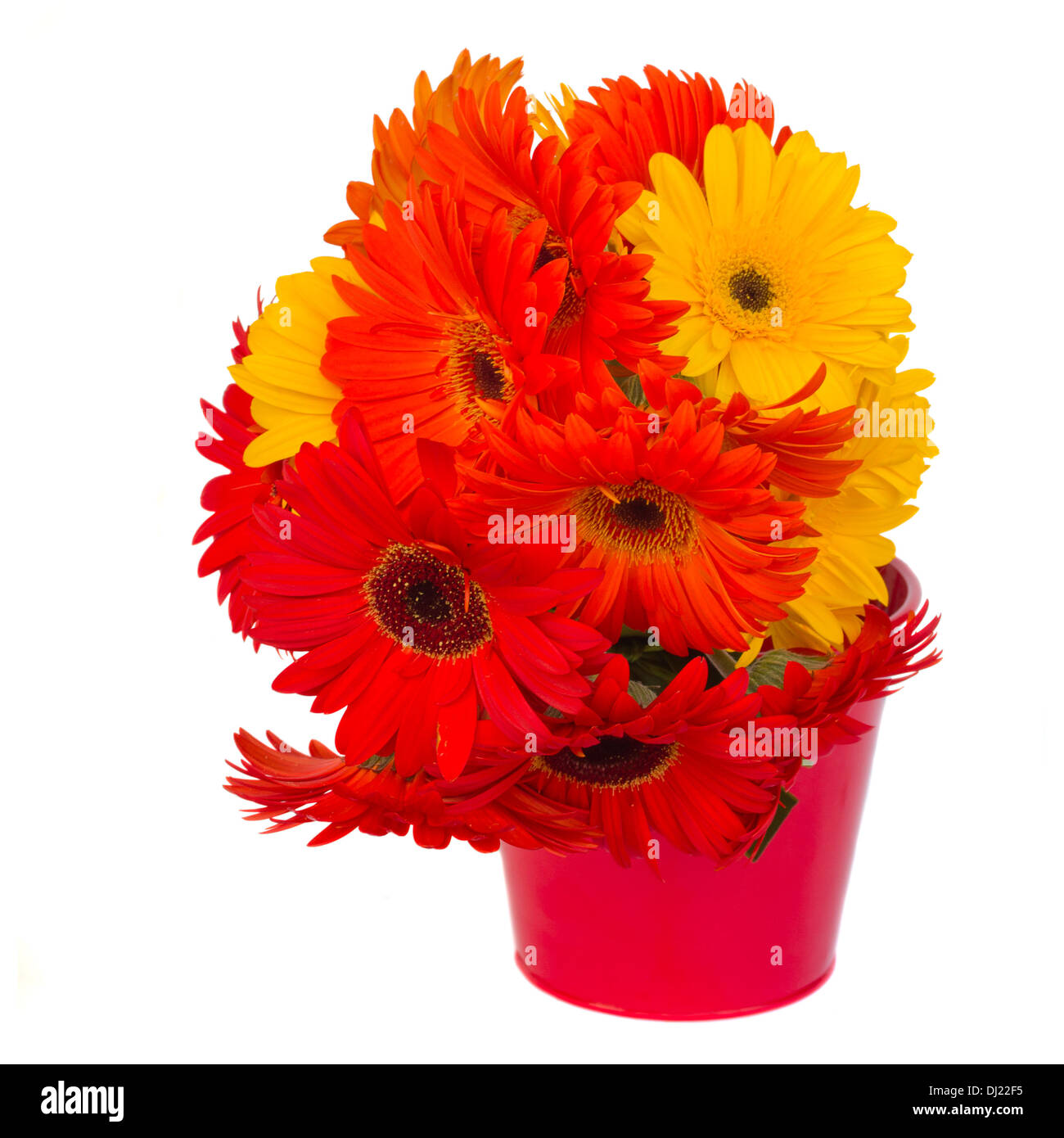 gerbera flowers in pot Stock Photo - Alamy