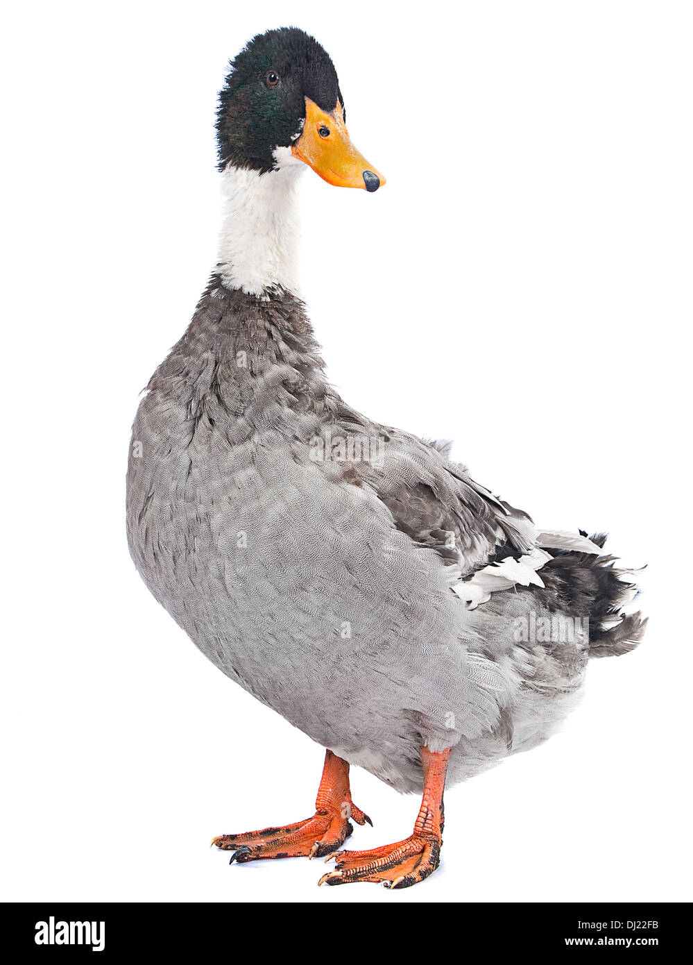 Duck farm hi-res stock photography and images - Alamy