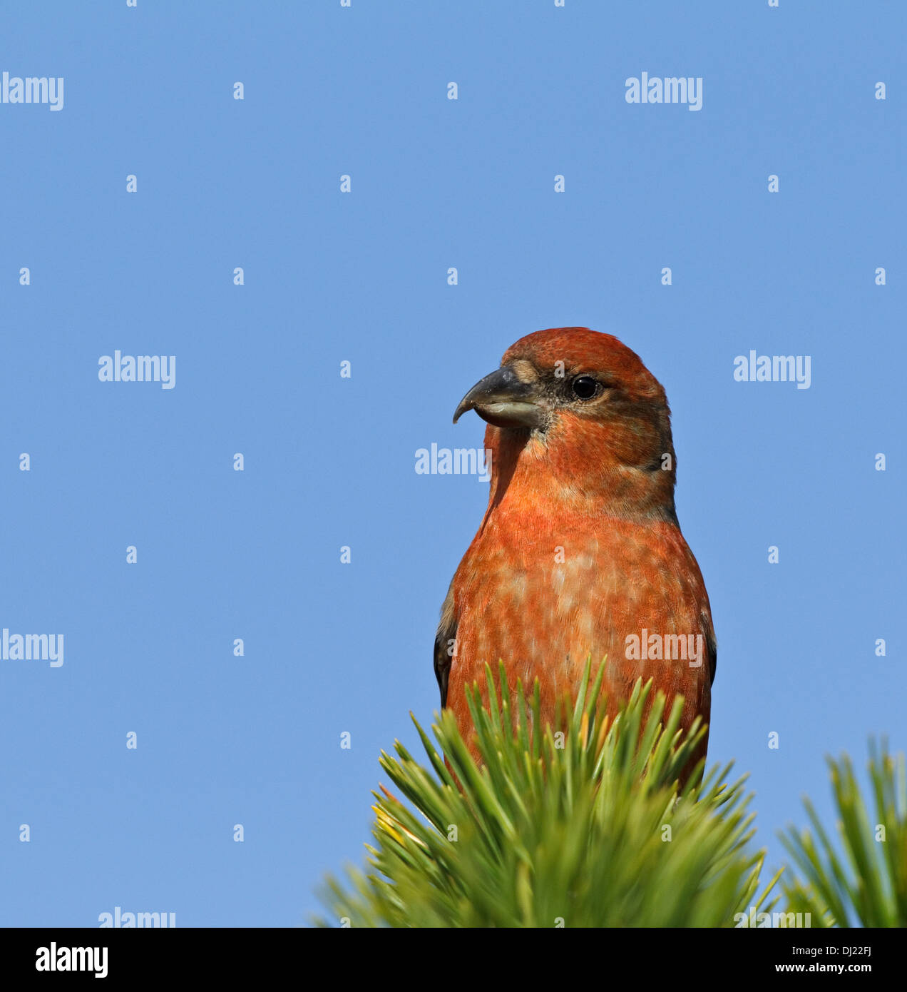 Crossbills pine hi-res stock photography and images - Alamy