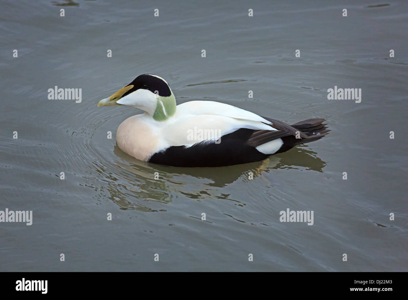 Breeding male duck hi-res stock photography and images - Alamy