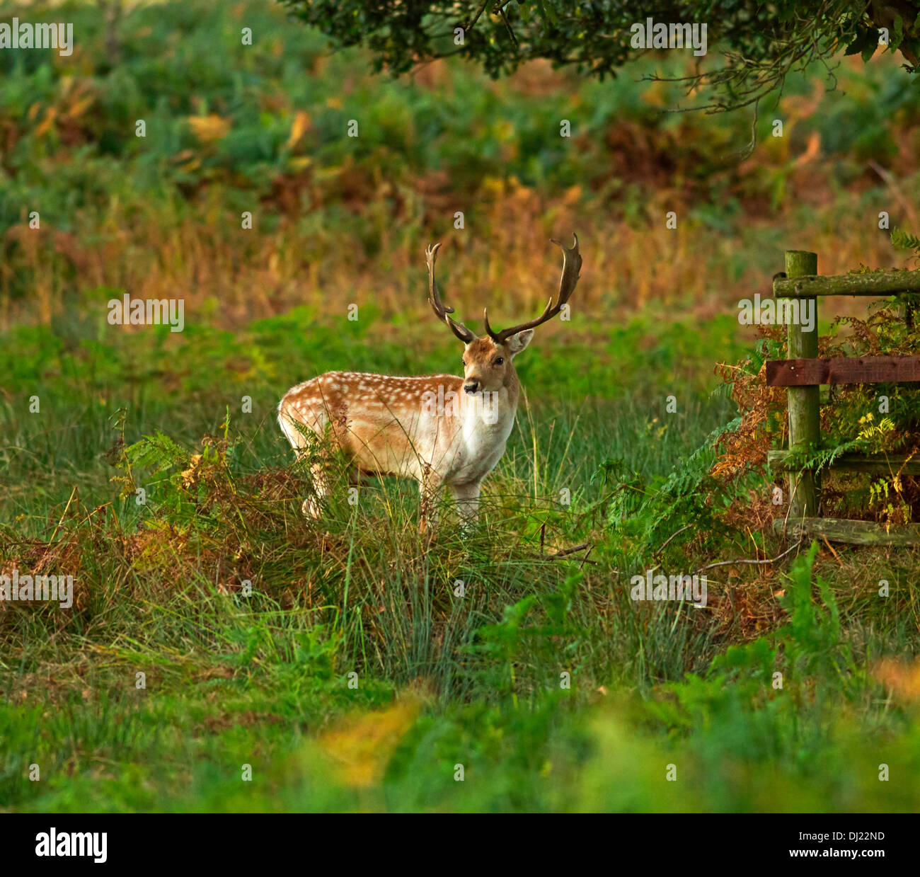 Fallow deer rutting hi-res stock photography and images - Alamy