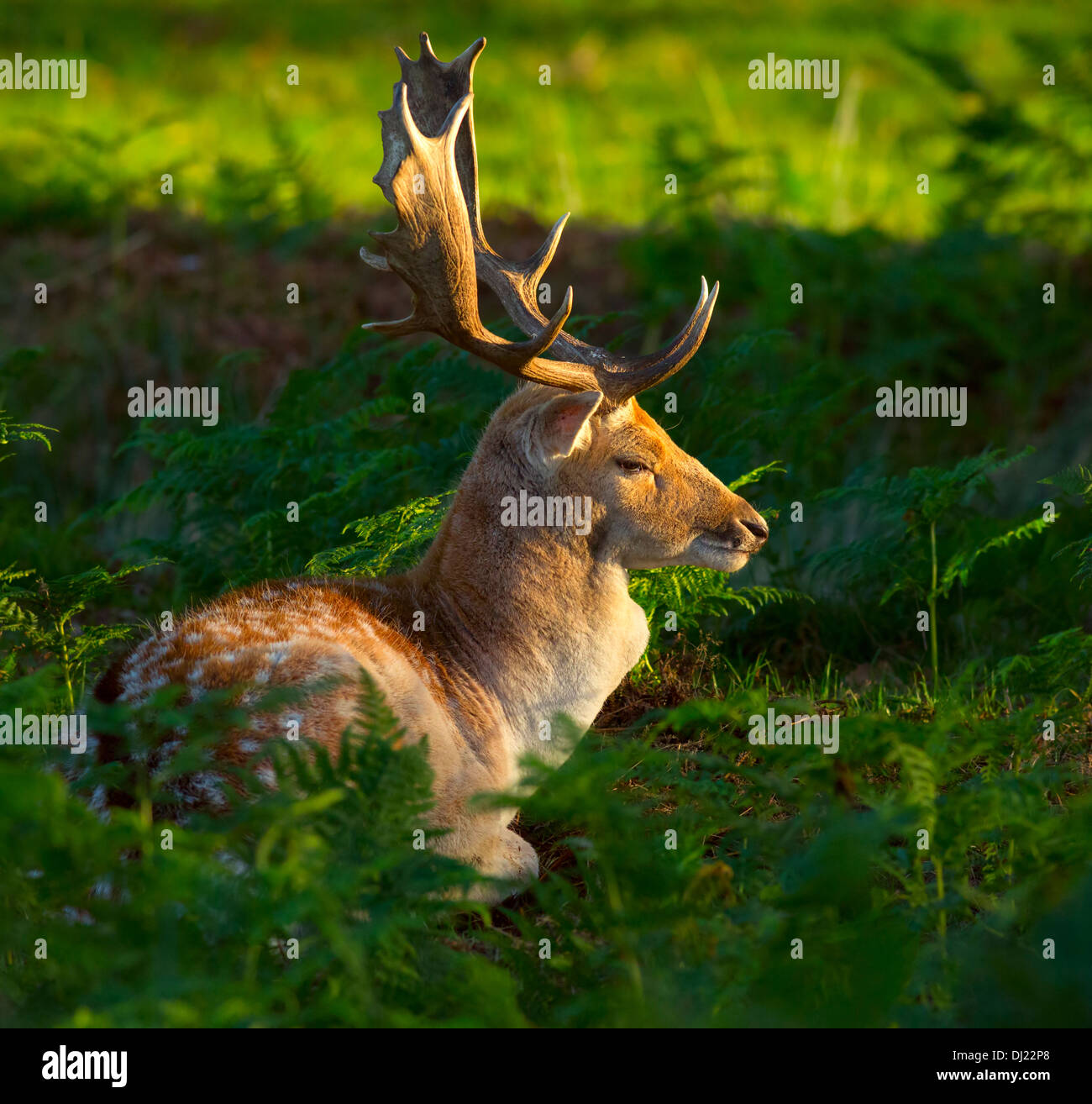 Fallow deer buck, Dama dama Stock Photo - Alamy