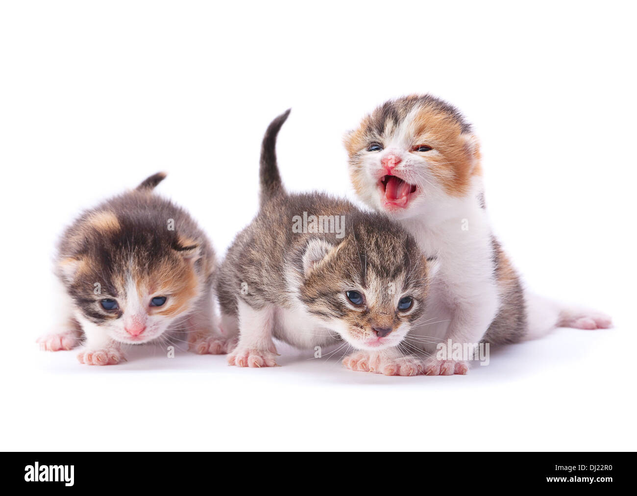 Three kitten isolated on white background Stock Photo - Alamy