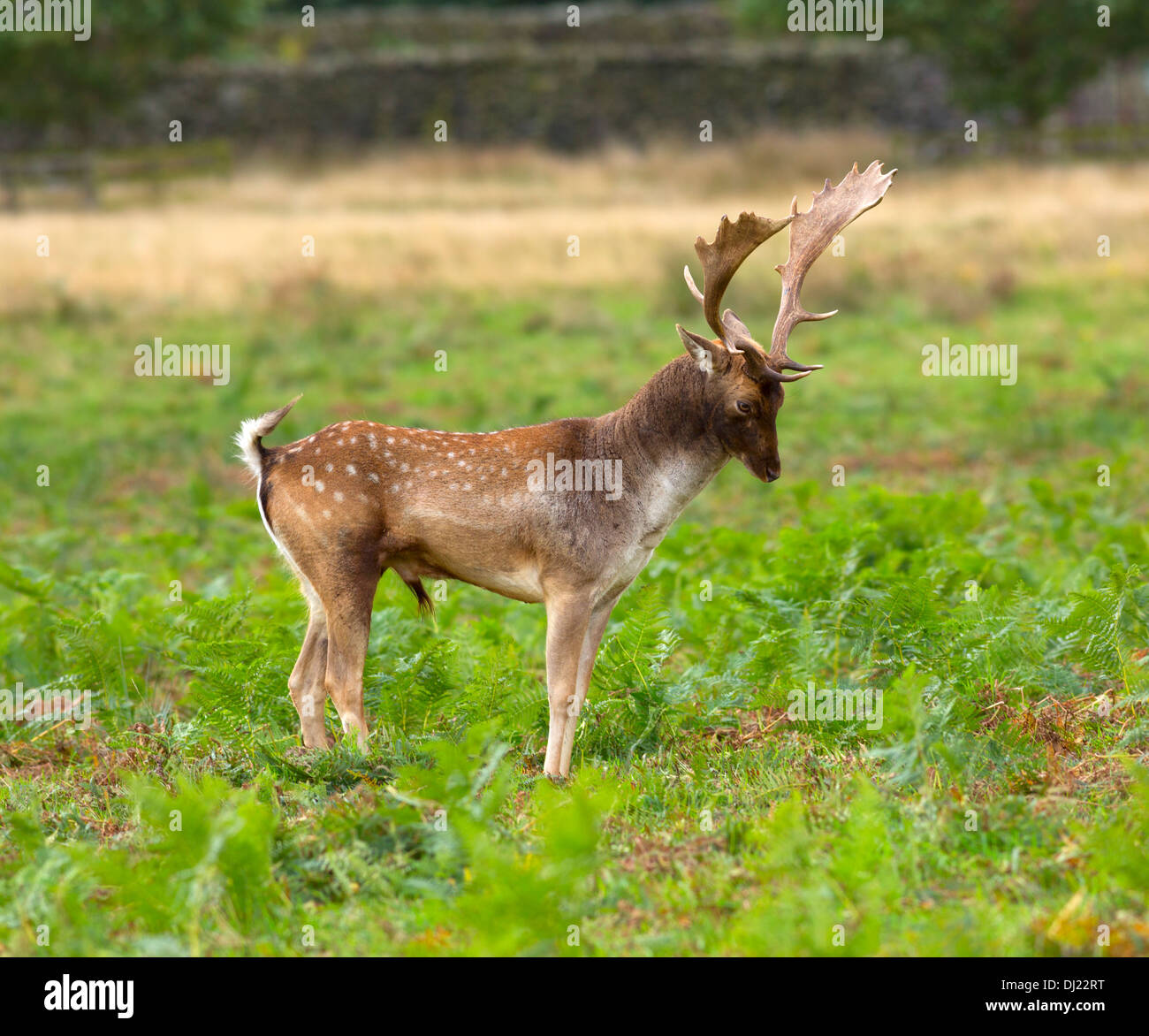 Fallow deer buck, Dama dama Stock Photo - Alamy