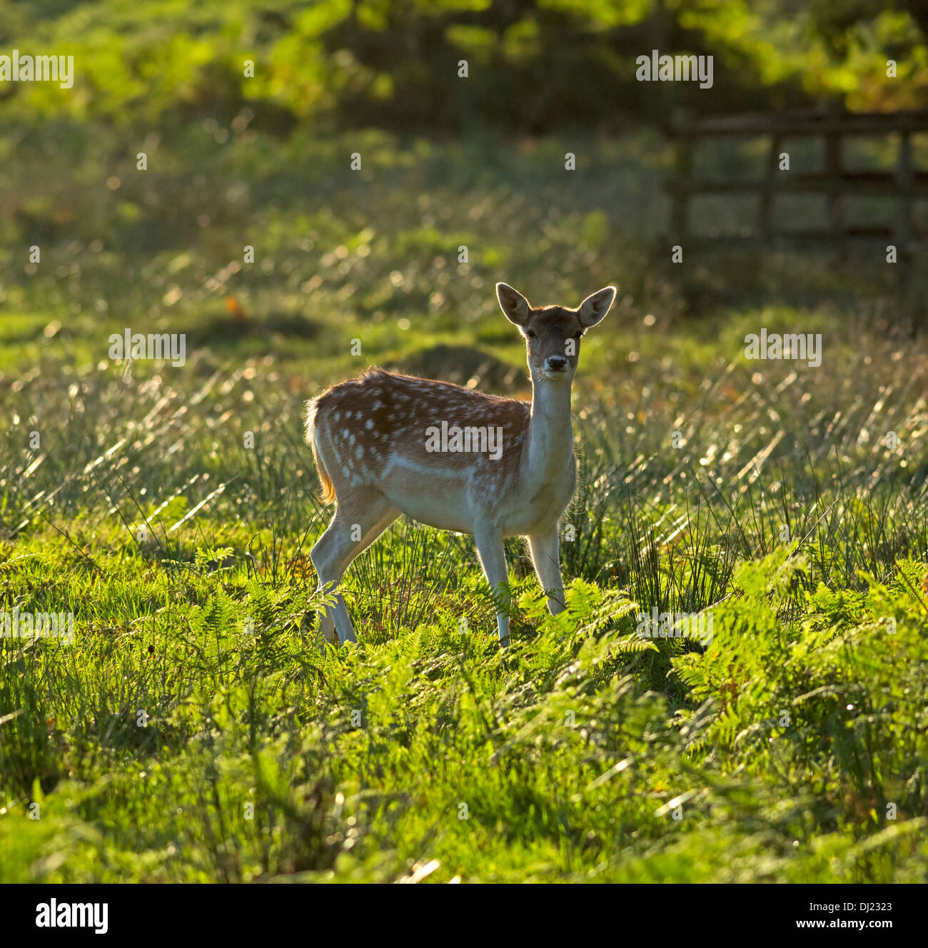 Fallow deer doe dama hi-res stock photography and images - Alamy