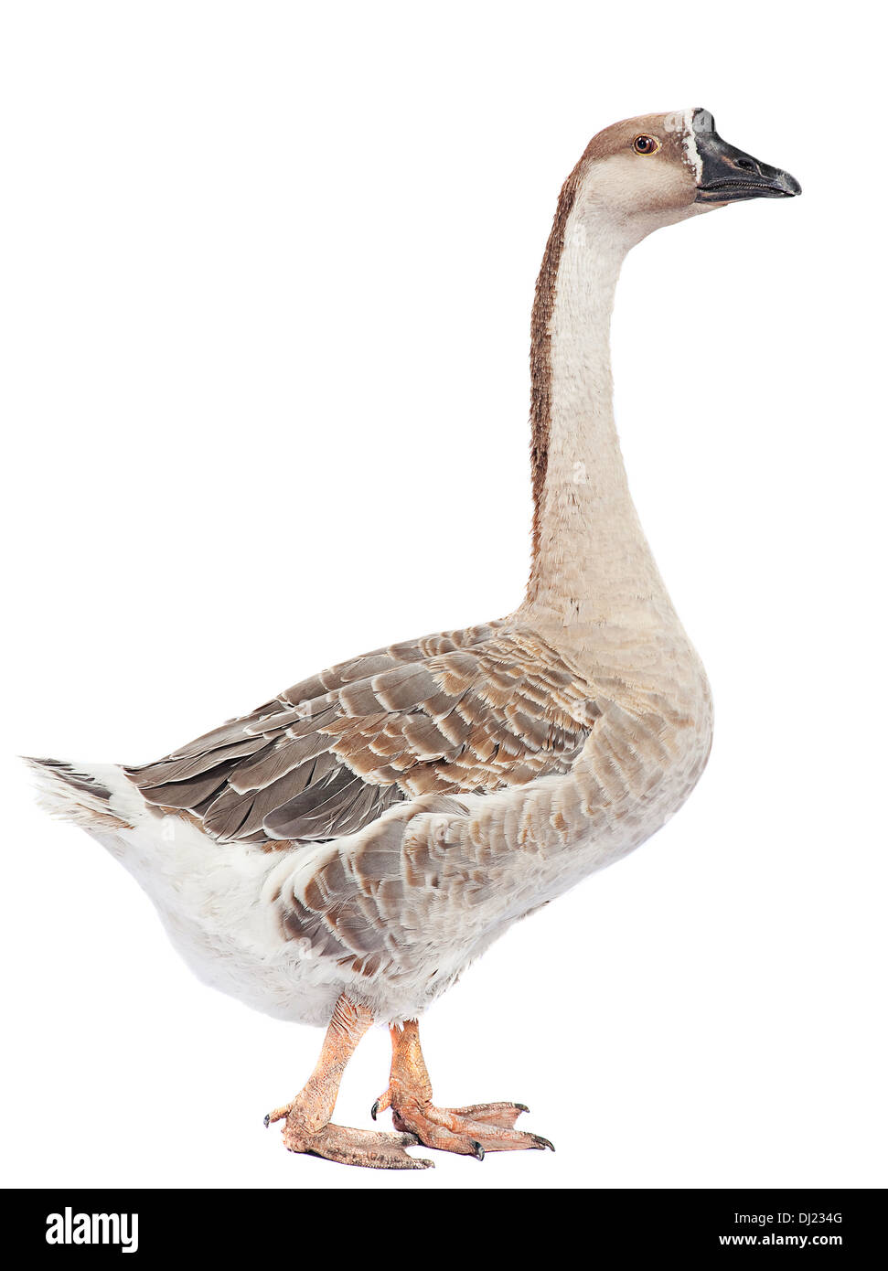 Gray goose domestic domestic Cut Out Stock Images & Pictures - Alamy