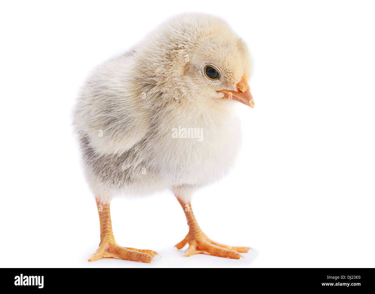 Hen with baby chicken hi-res stock photography and images - Alamy