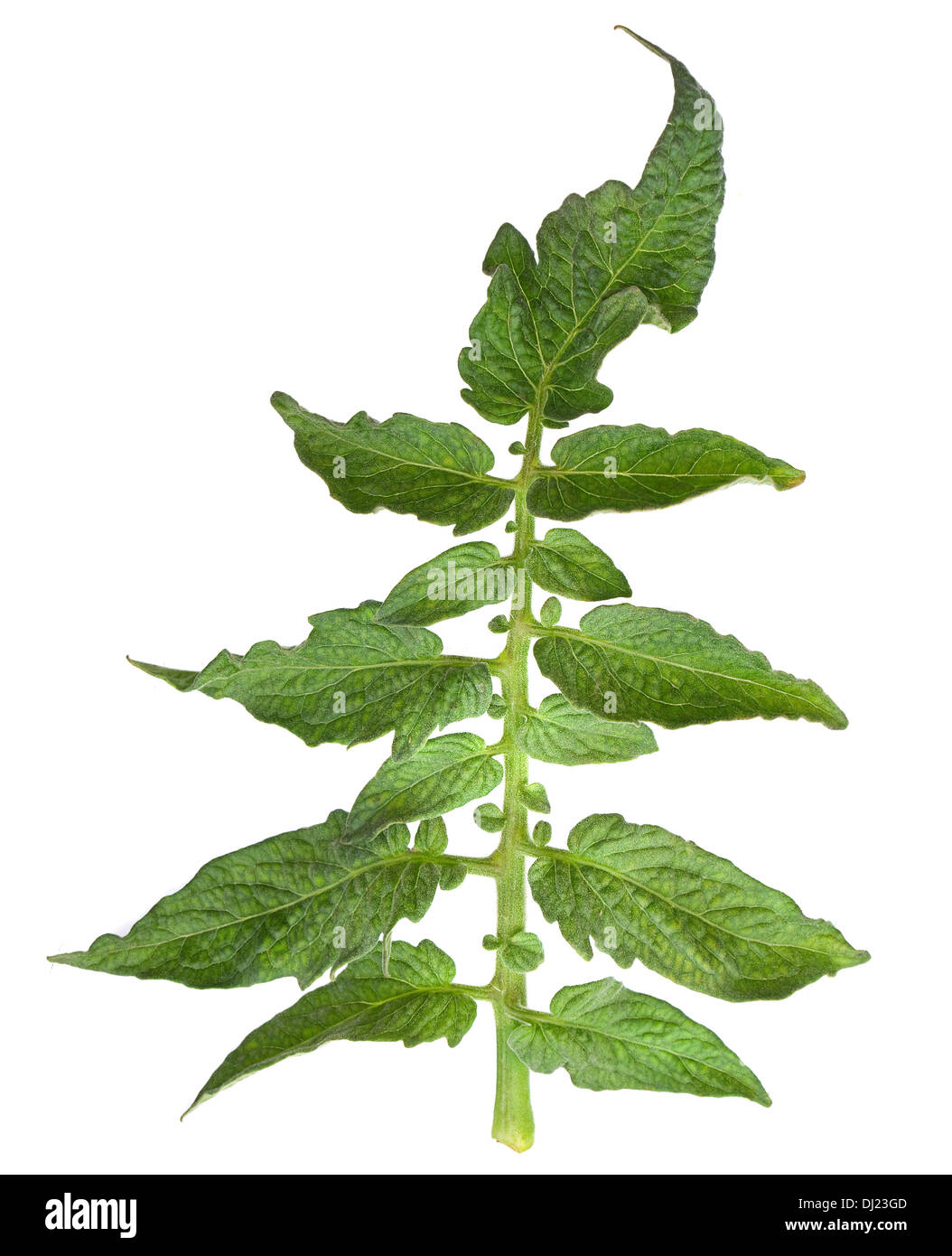 Tomato plant leaf hi-res stock photography and images - Alamy