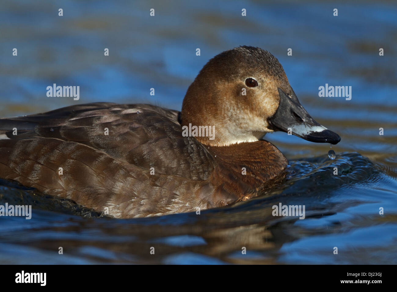 Female pochards hi-res stock photography and images - Alamy