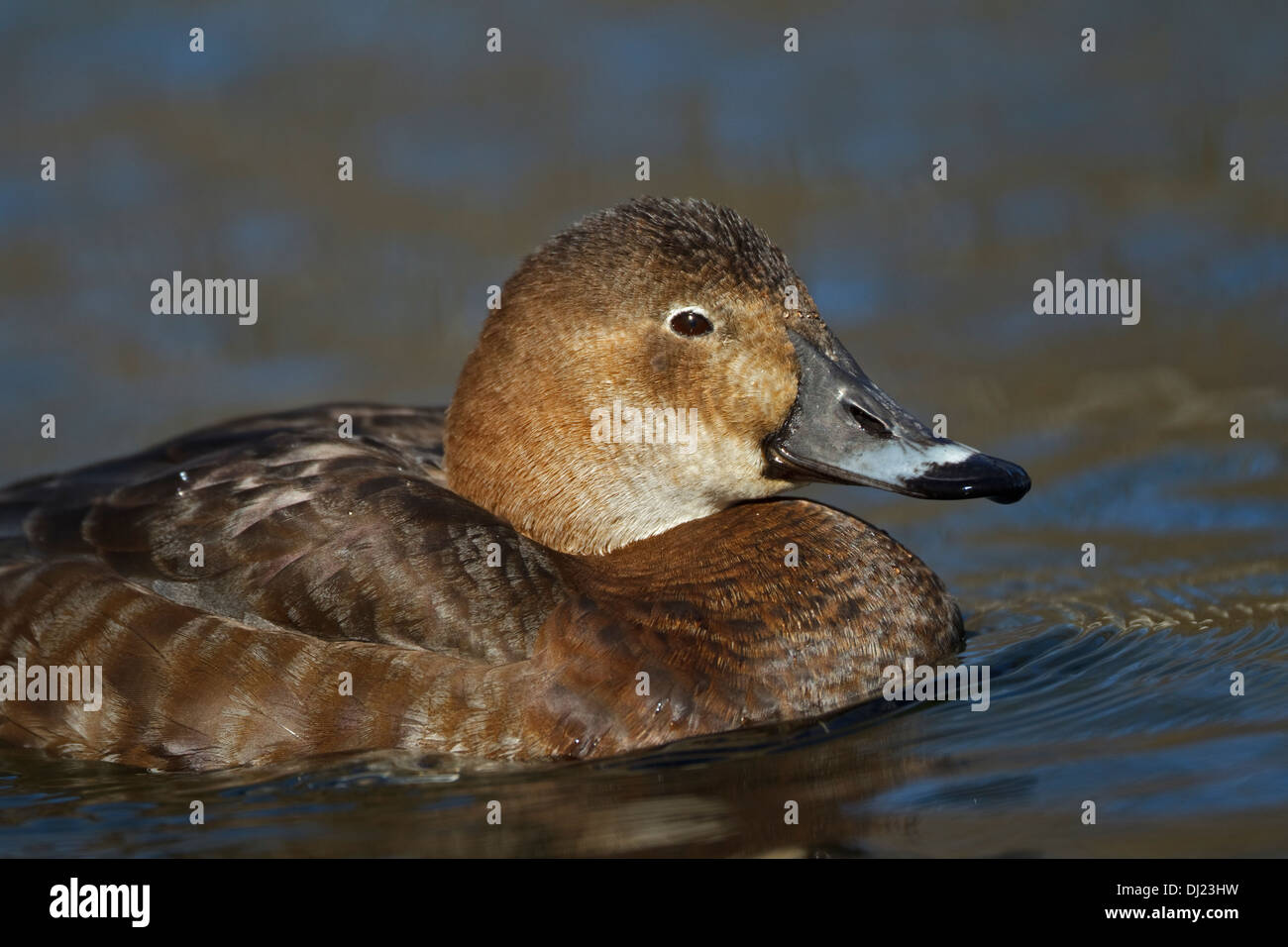 Female pochards hi-res stock photography and images - Alamy