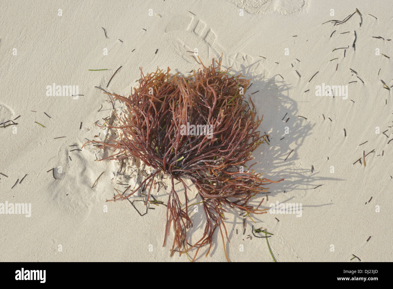Seaweed on a beach in Mexico Stock Photo - Alamy