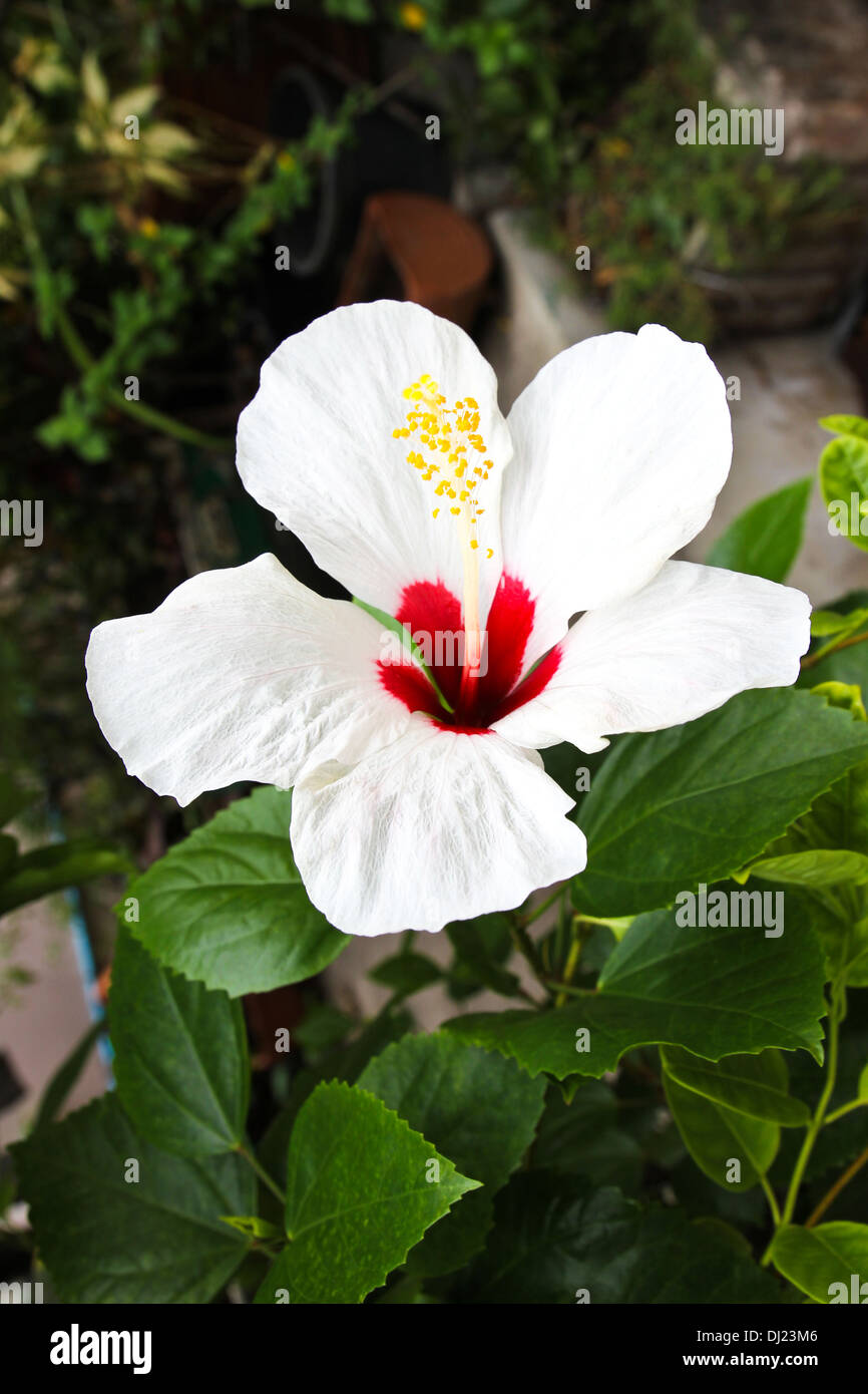 Wallpaper of hibiscus flower hi-res stock photography and images - Alamy
