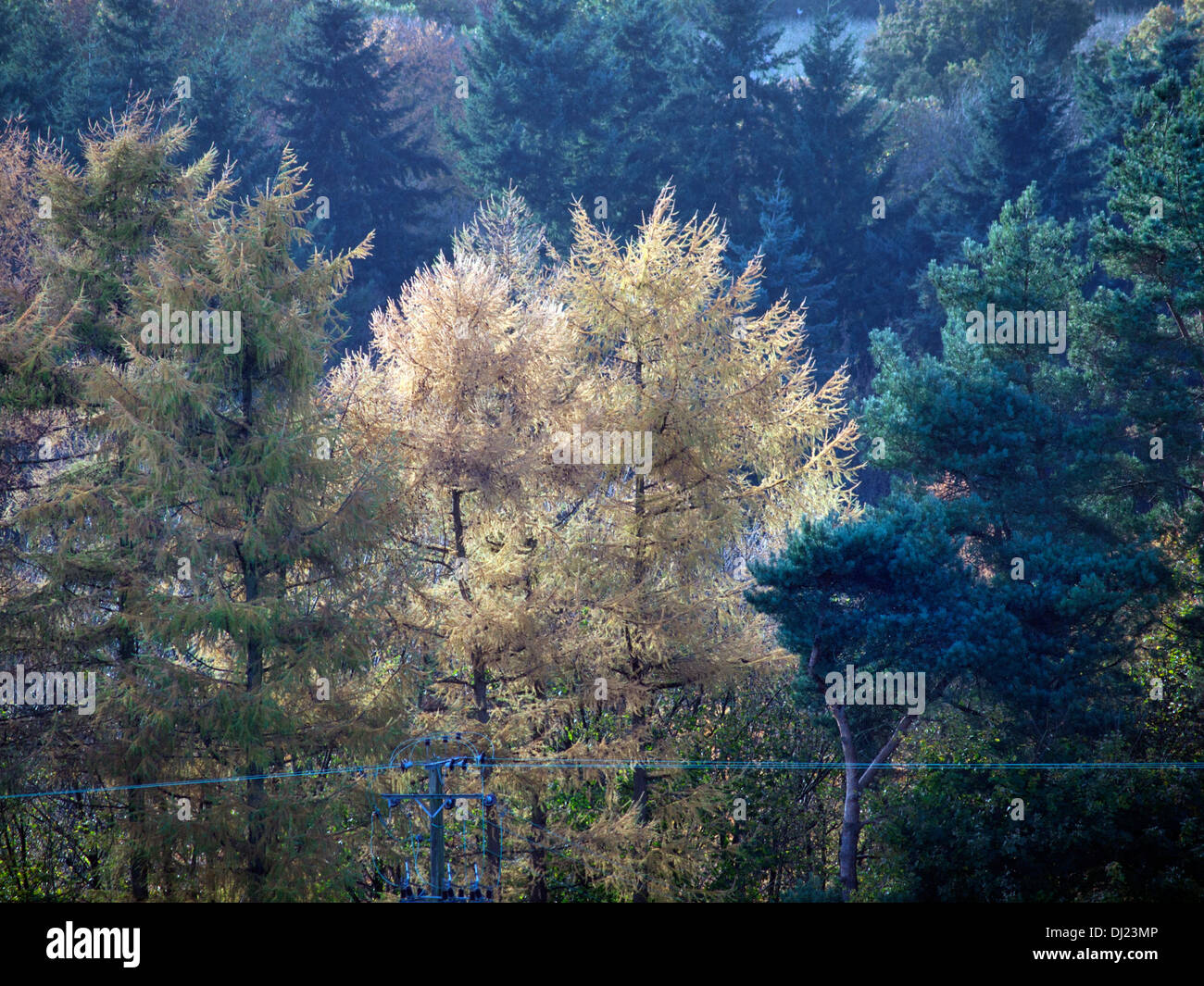 Fir trees autumn hi-res stock photography and images - Alamy