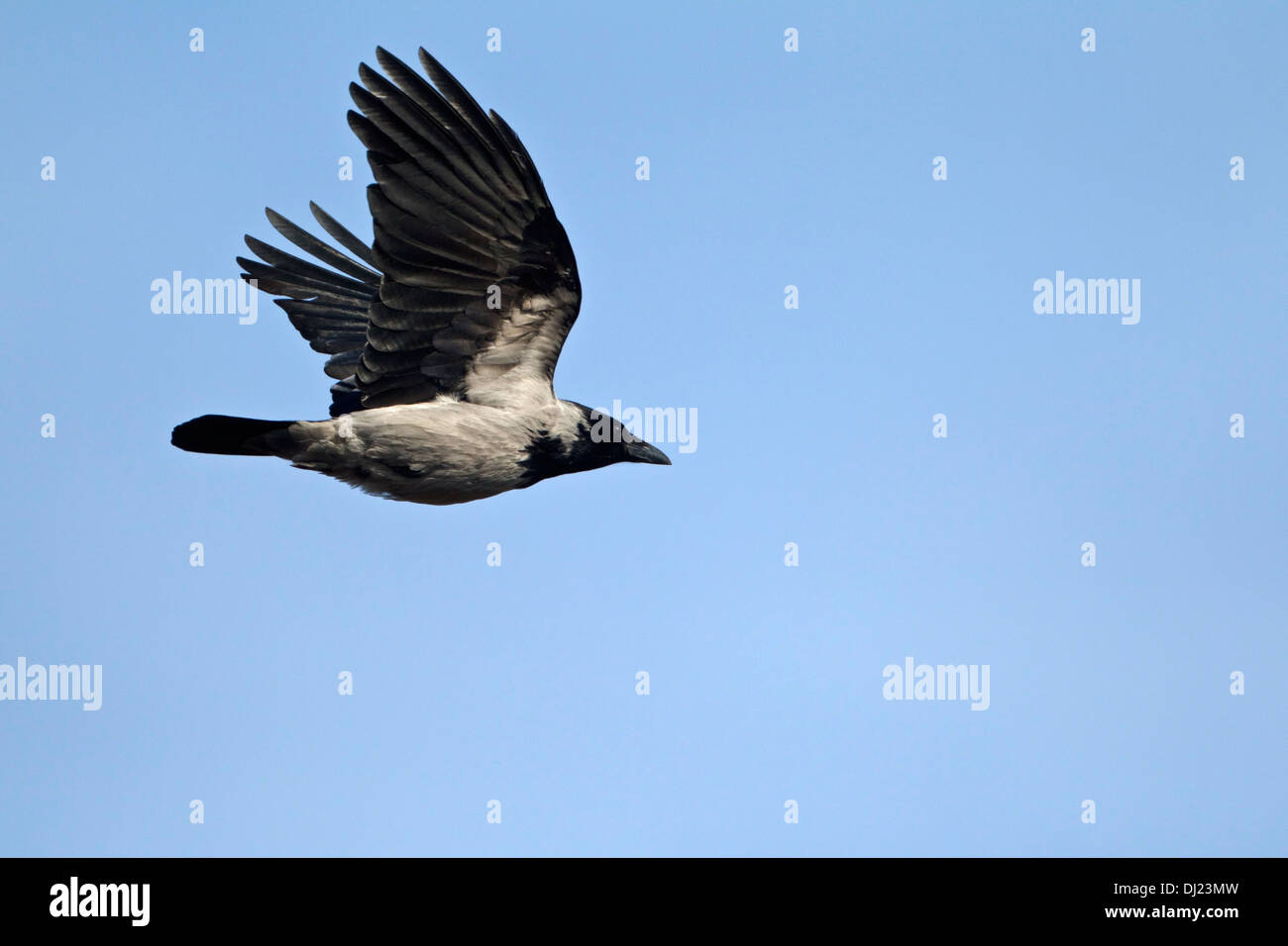 Crows in flight hi-res stock photography and images - Alamy