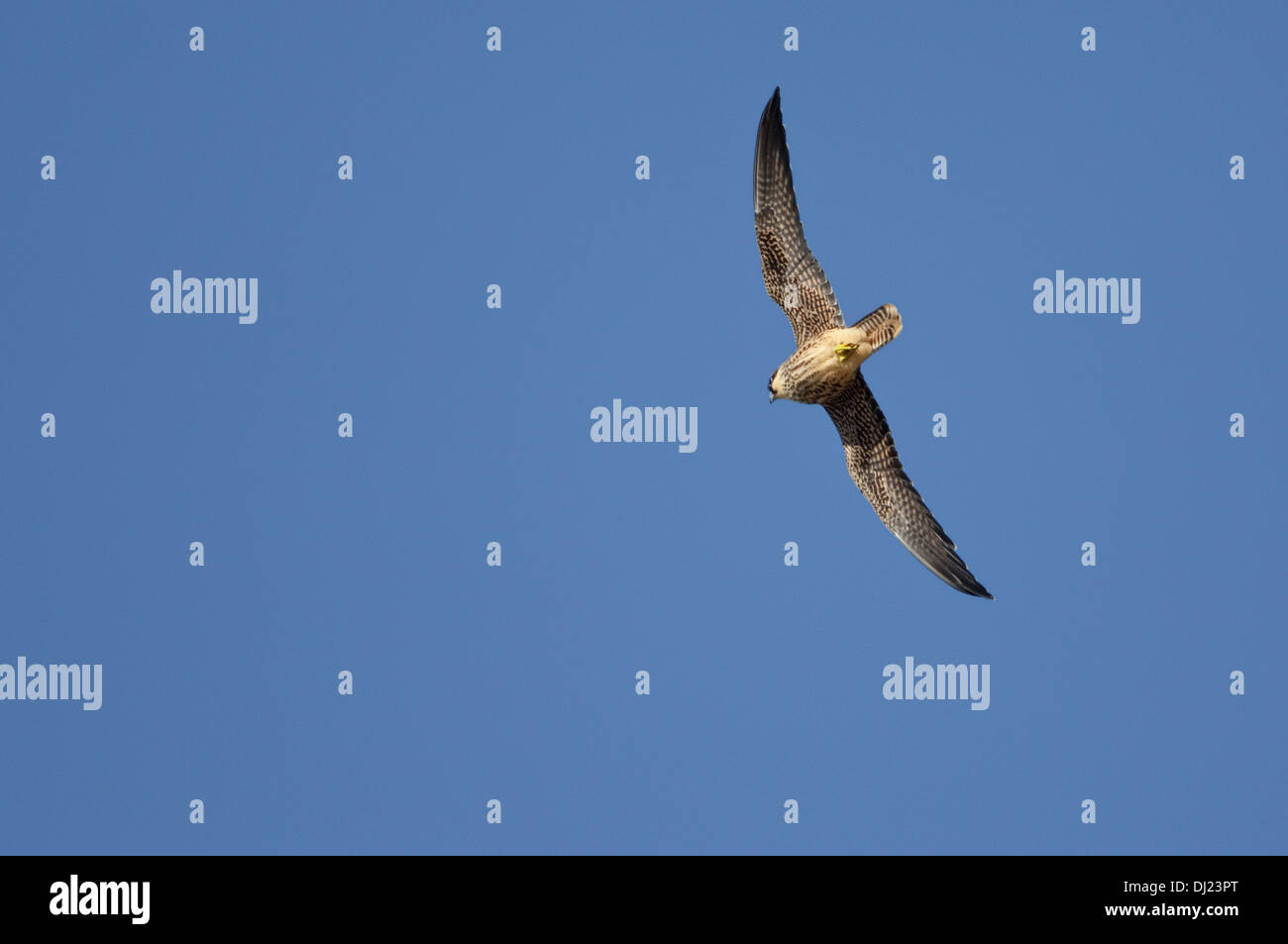 Eleonora's Falcon (Falco eleonorae) juvenile 1 cy in flight Stock Photo ...
