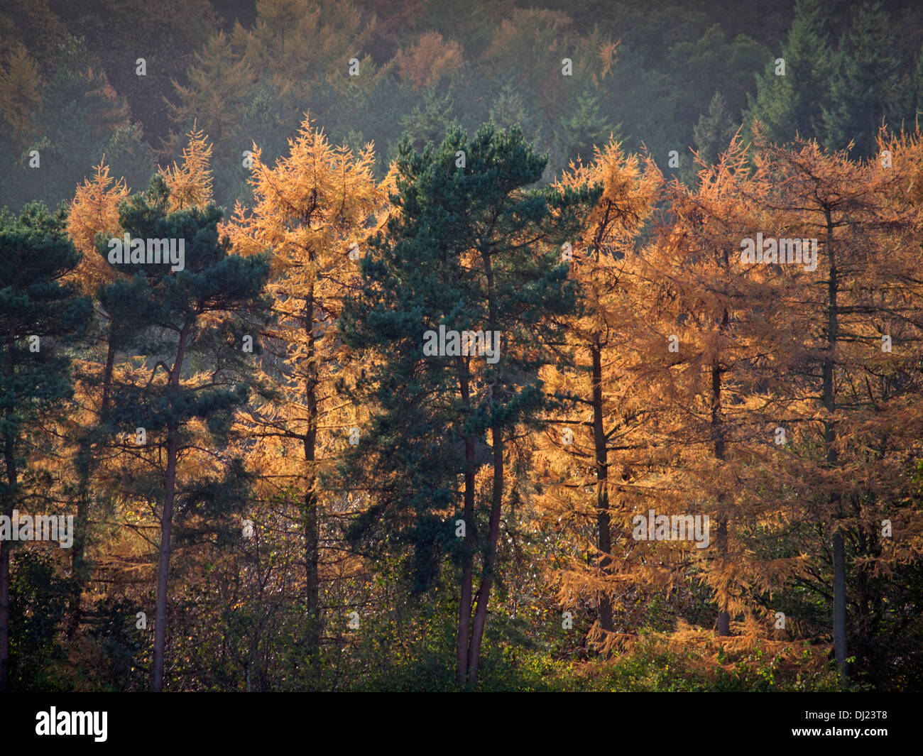 Fir trees autumn hi-res stock photography and images - Alamy