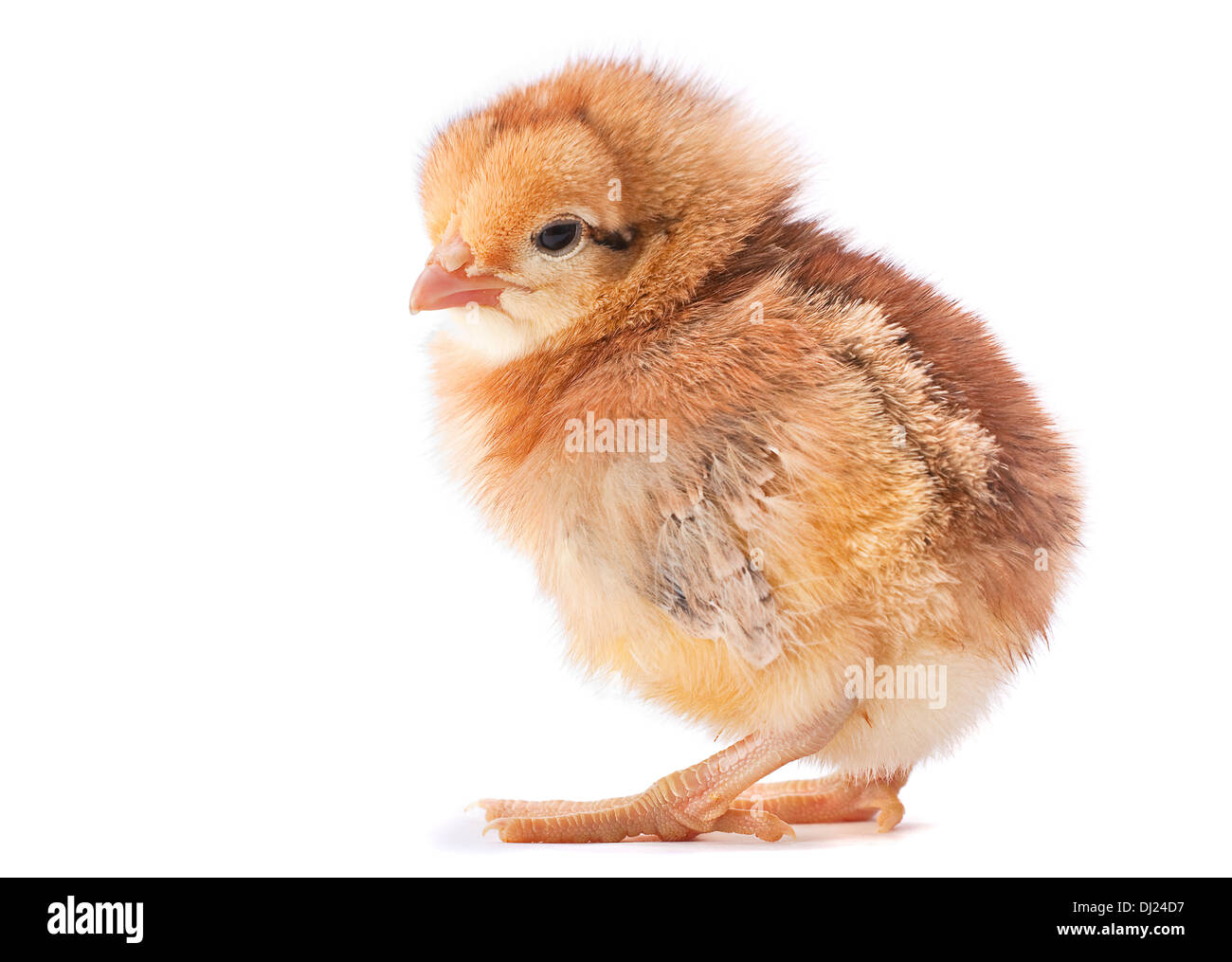 Baby chicken hi-res stock photography and images - Alamy