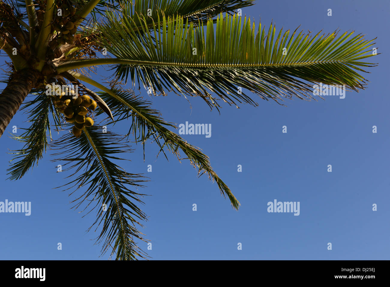 Leaves of a palm tree in Mexico Stock Photo - Alamy
