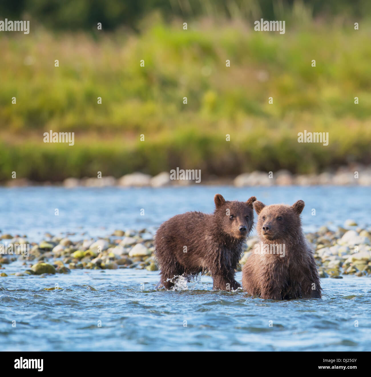 Brown Bear Cubs Fishing For Salmon In Mikfik Creek, Mcneil River State ...