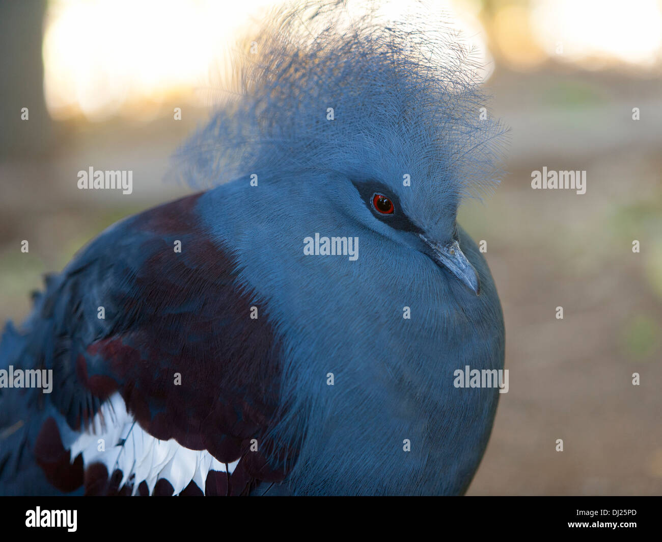 Blue Crowned Pigeon or Western Crowned Pigeon Stock Photo - Alamy