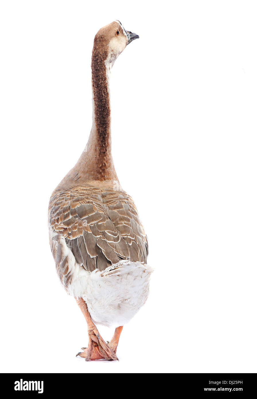 Large gray bird hi-res stock photography and images - Alamy