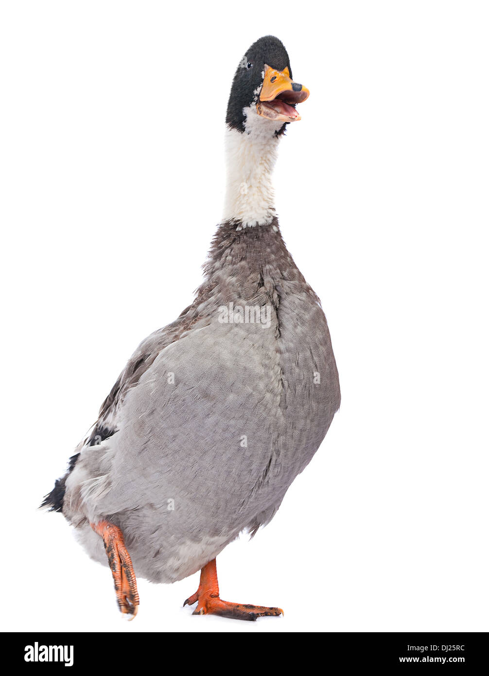 Duck farm hi-res stock photography and images - Alamy