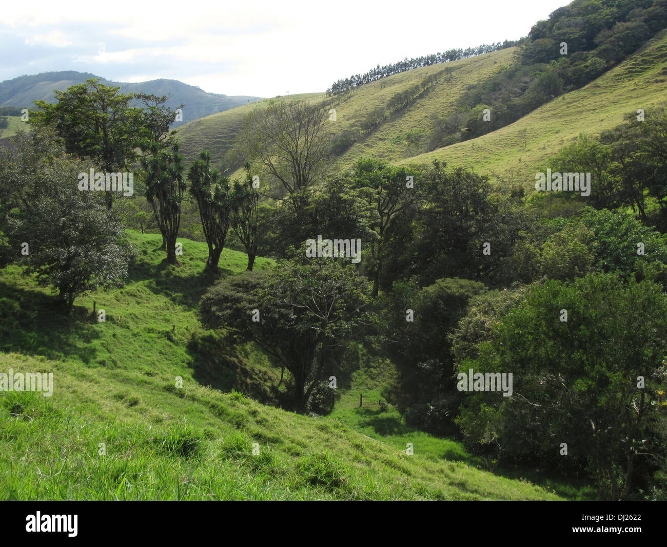 Trees grass hi-res stock photography and images - Alamy