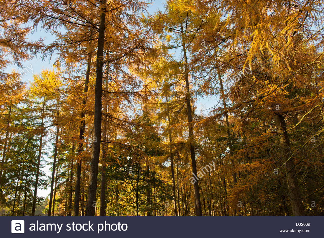 Japanese Larch Larix Kaempferi Stock Photos & Japanese Larch Larix ...
