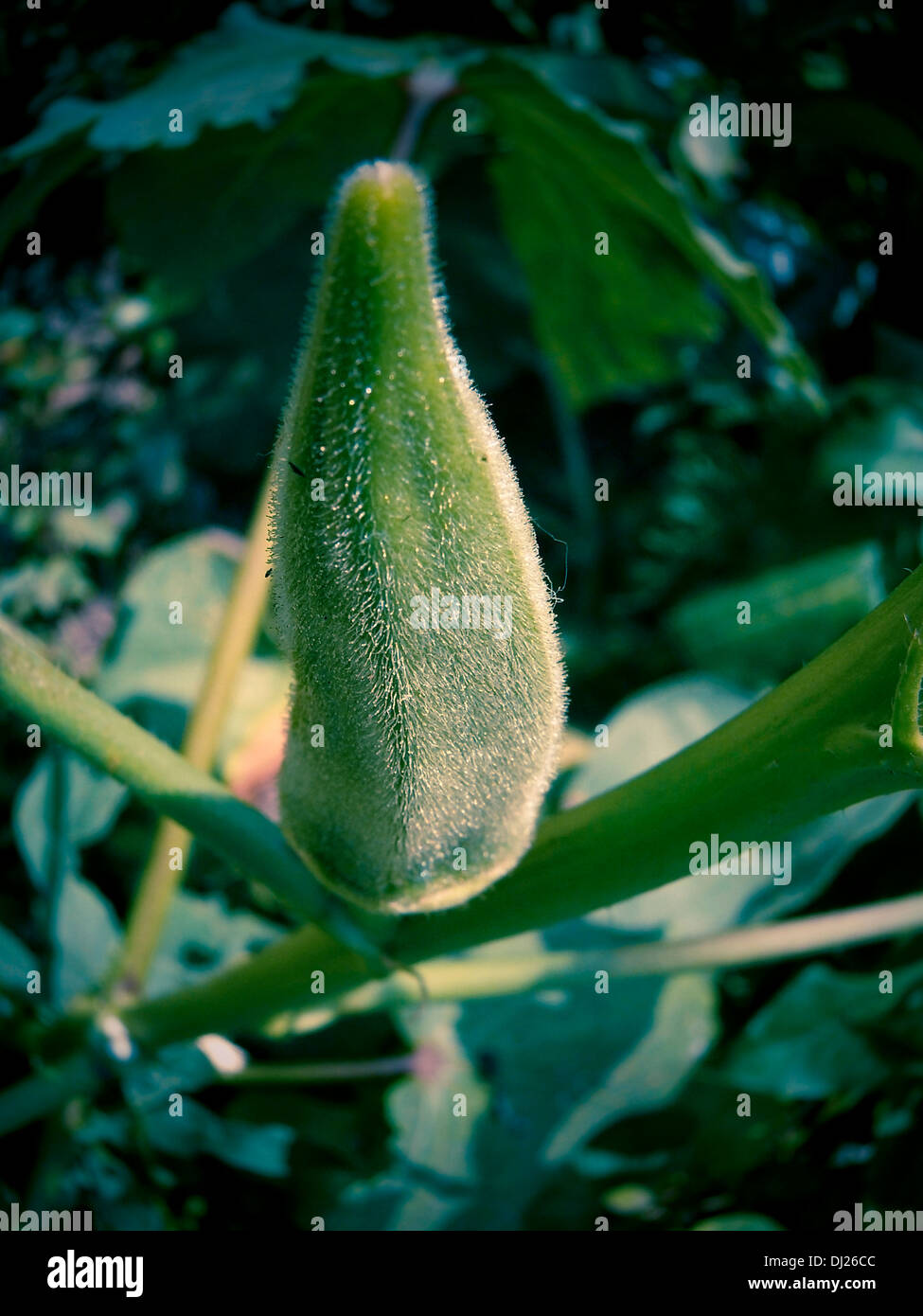 Okra hibiscus esculentus hi-res stock photography and images - Alamy
