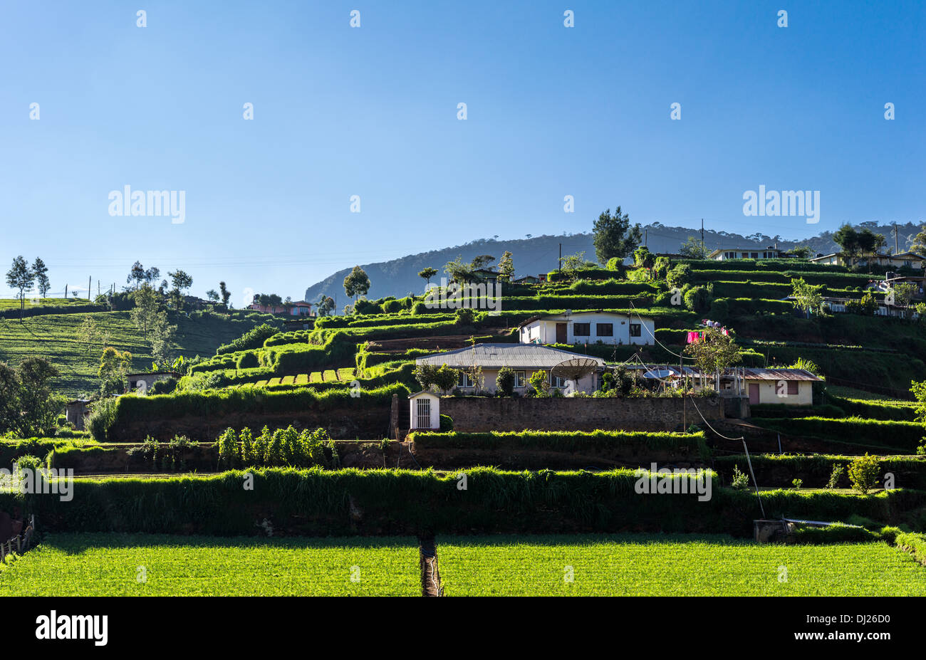Sri Lanka, fields of tea in the Ramboda Valley Stock Photo - Alamy