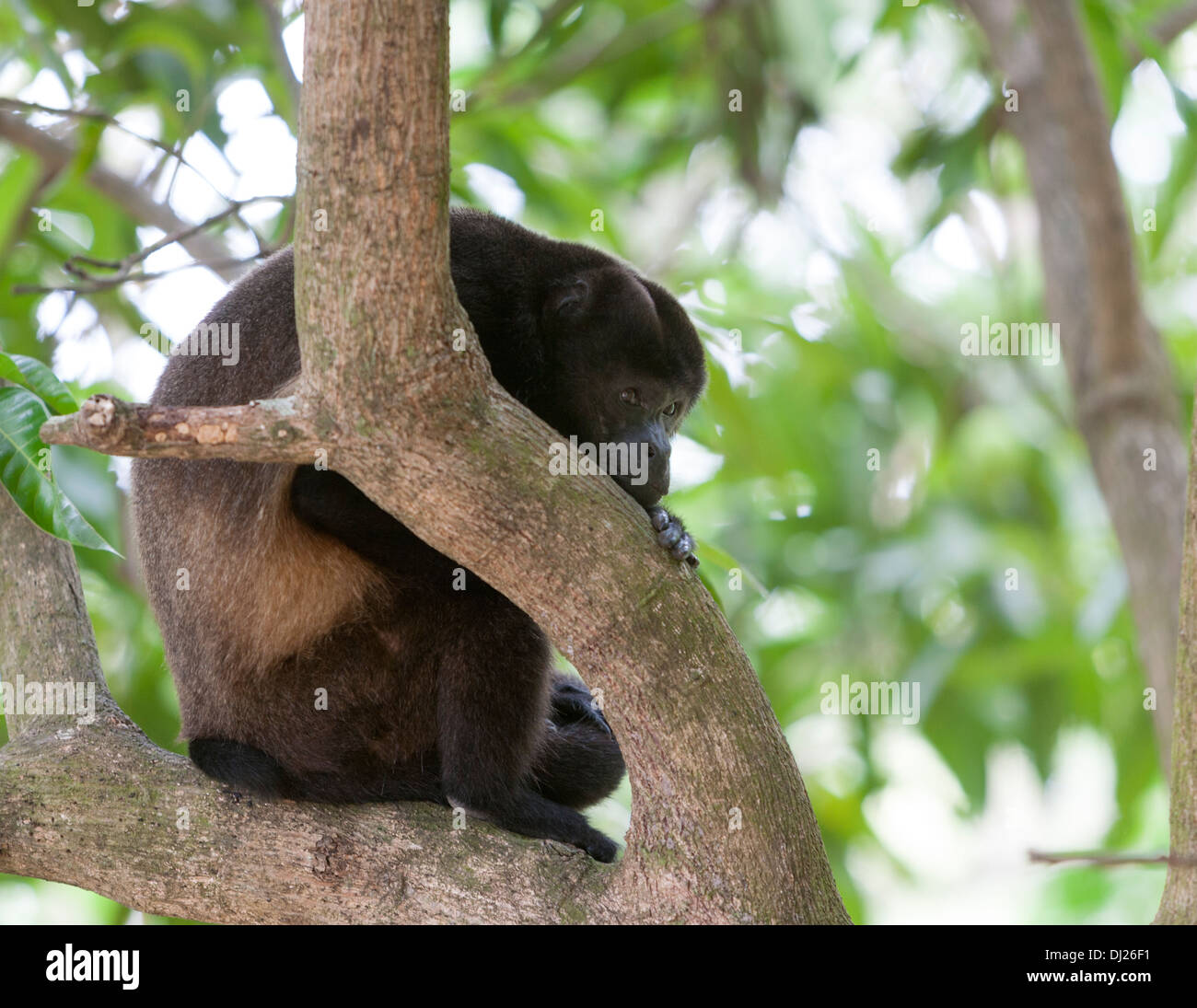 Black howler monkey group howling hi-res stock photography and images ...