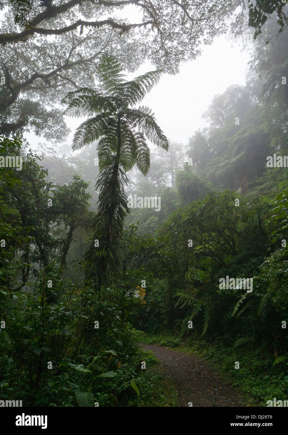 Monteverde Cloud Forest Reserve in Costa Rica Stock Photo - Alamy