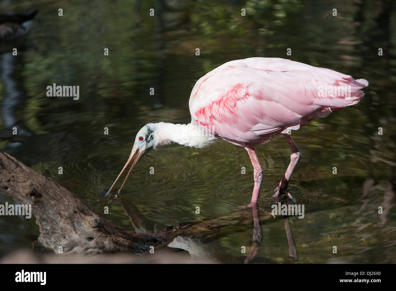 Spoonbill hi-res stock photography and images - Alamy