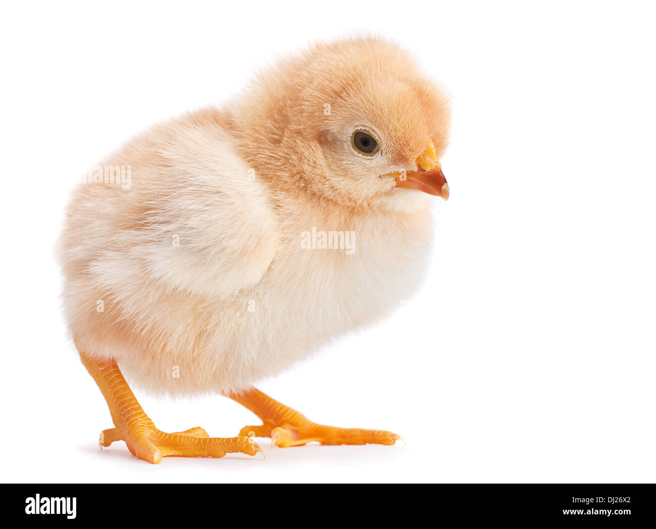 Hen with baby chicken hi-res stock photography and images - Alamy
