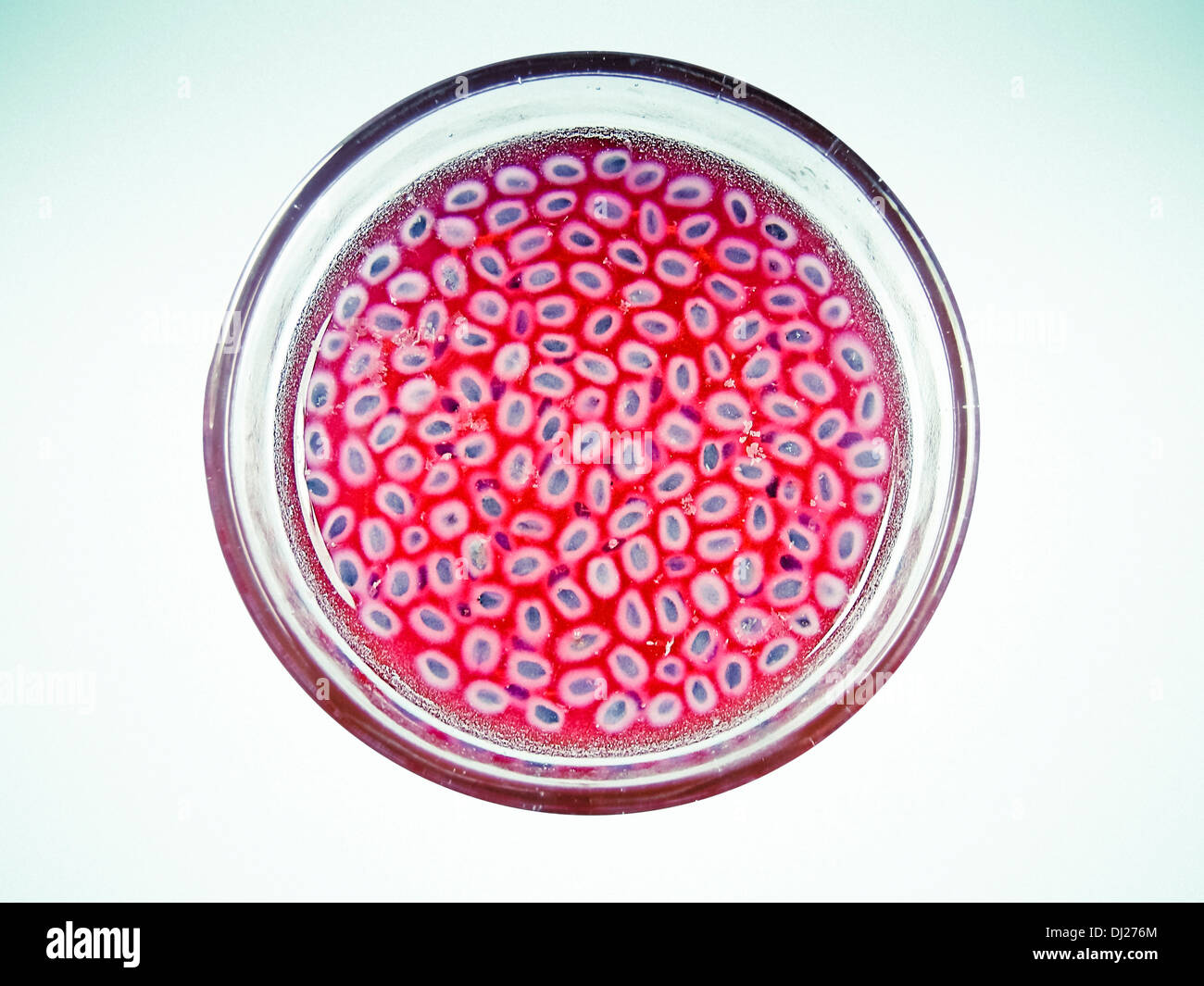 Sabza seeds hi-res stock photography and images - Alamy