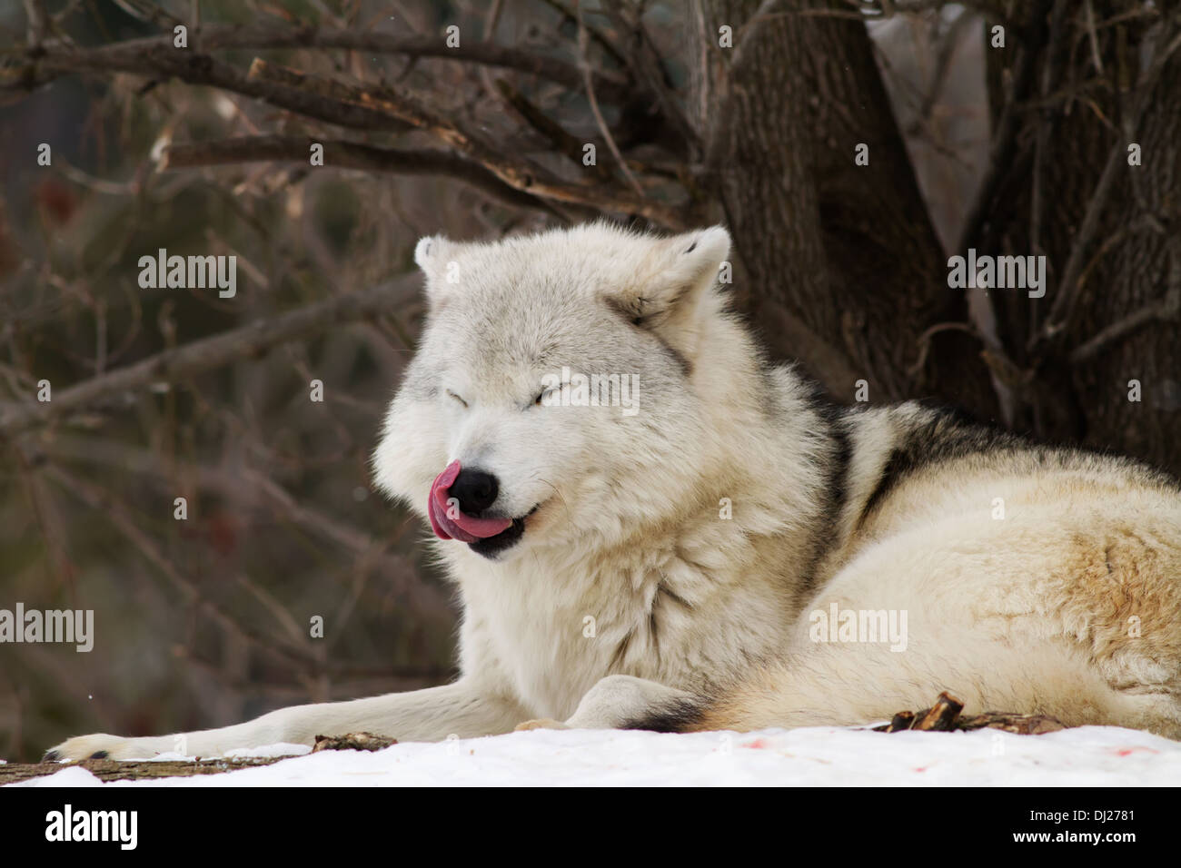 Grey Wolf (Canis Lupus) In Captivity, Ecomuseum; Ste-Anne-De-Bellevue ...