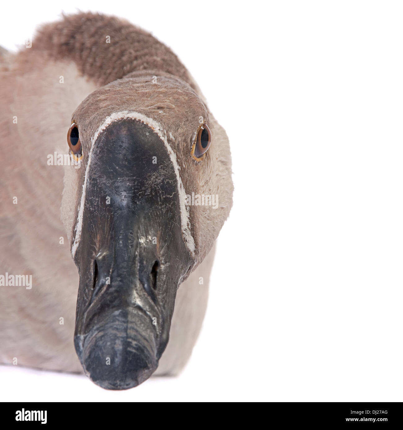 Gray goose farm bird isolated on white Stock Photo - Alamy
