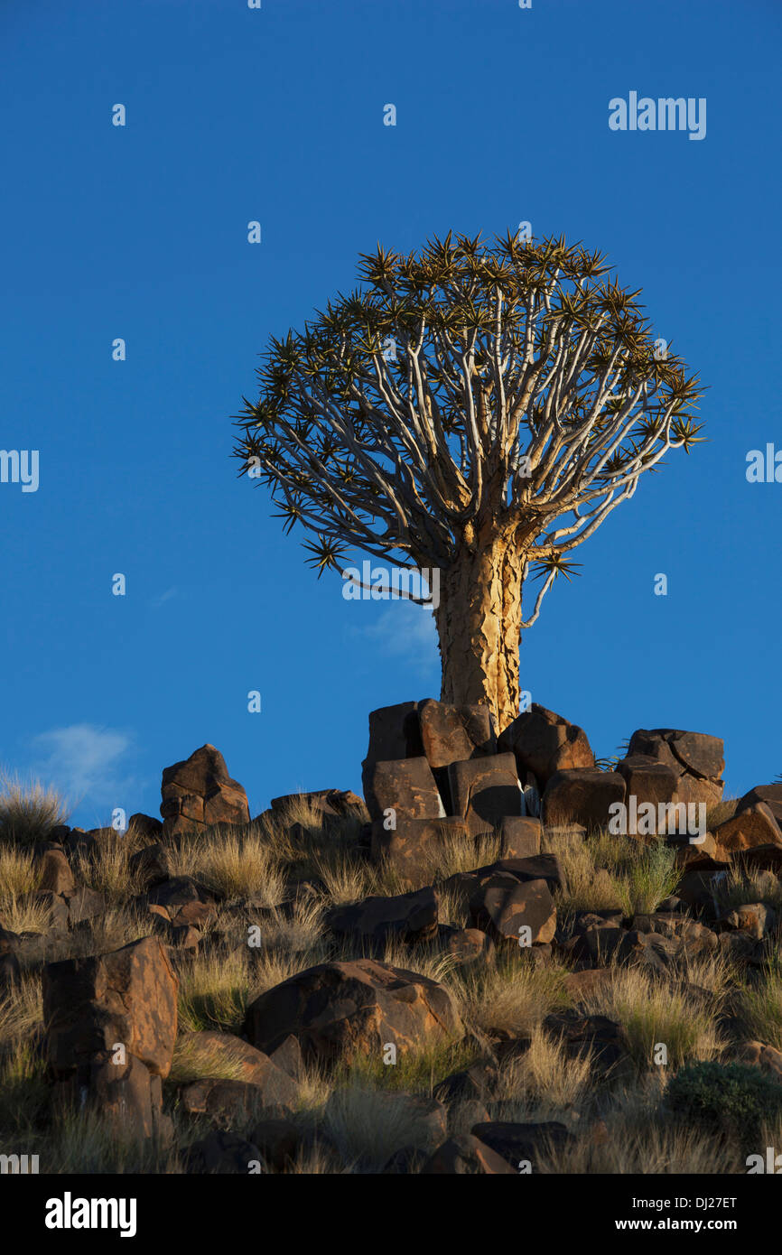 Quiver Tree; Namibia Stock Photo - Alamy