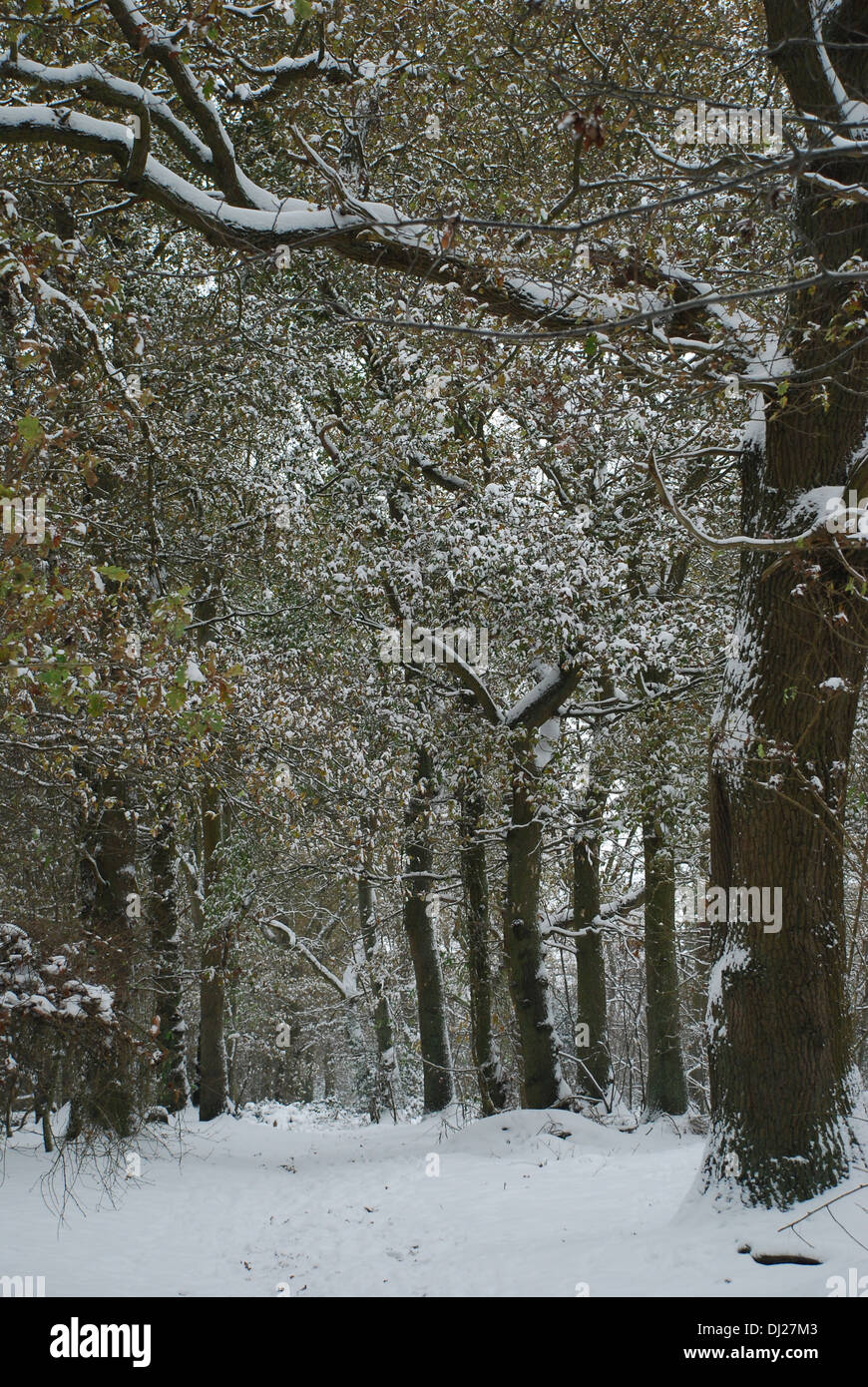 Winter Woodland Scene Stock Photos & Winter Woodland Scene Stock Images ...