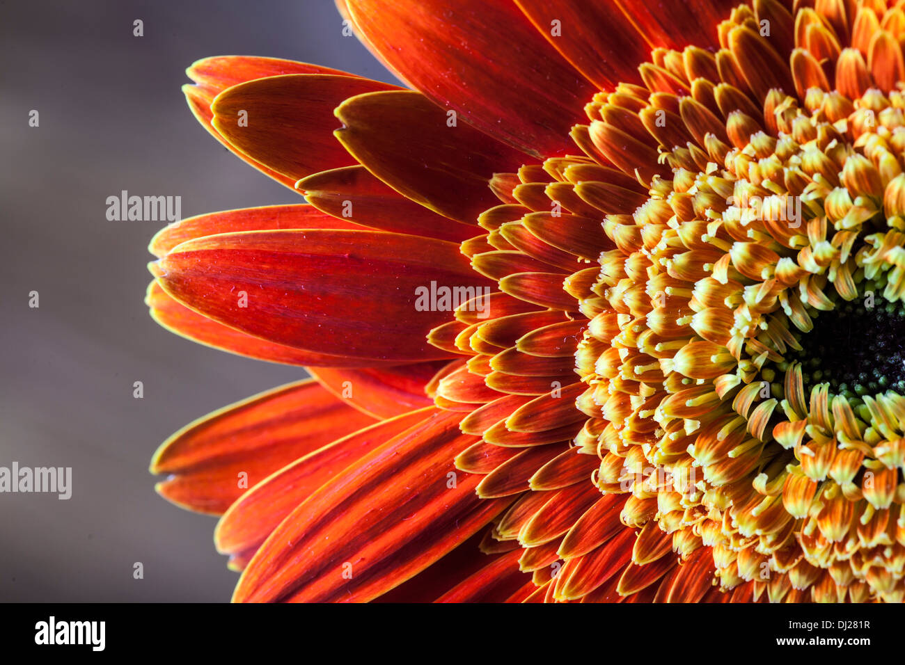 Gerber image hi-res stock photography and images - Alamy